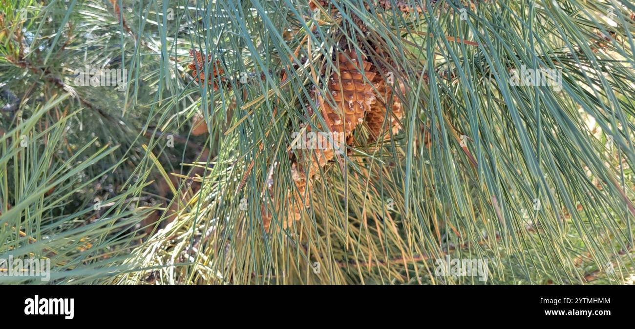 knobcone pine (Pinus attenuata Stock Photo - Alamy