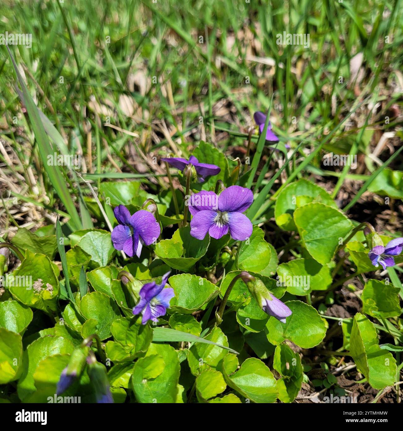 common blue violet (Viola sororia Stock Photo - Alamy