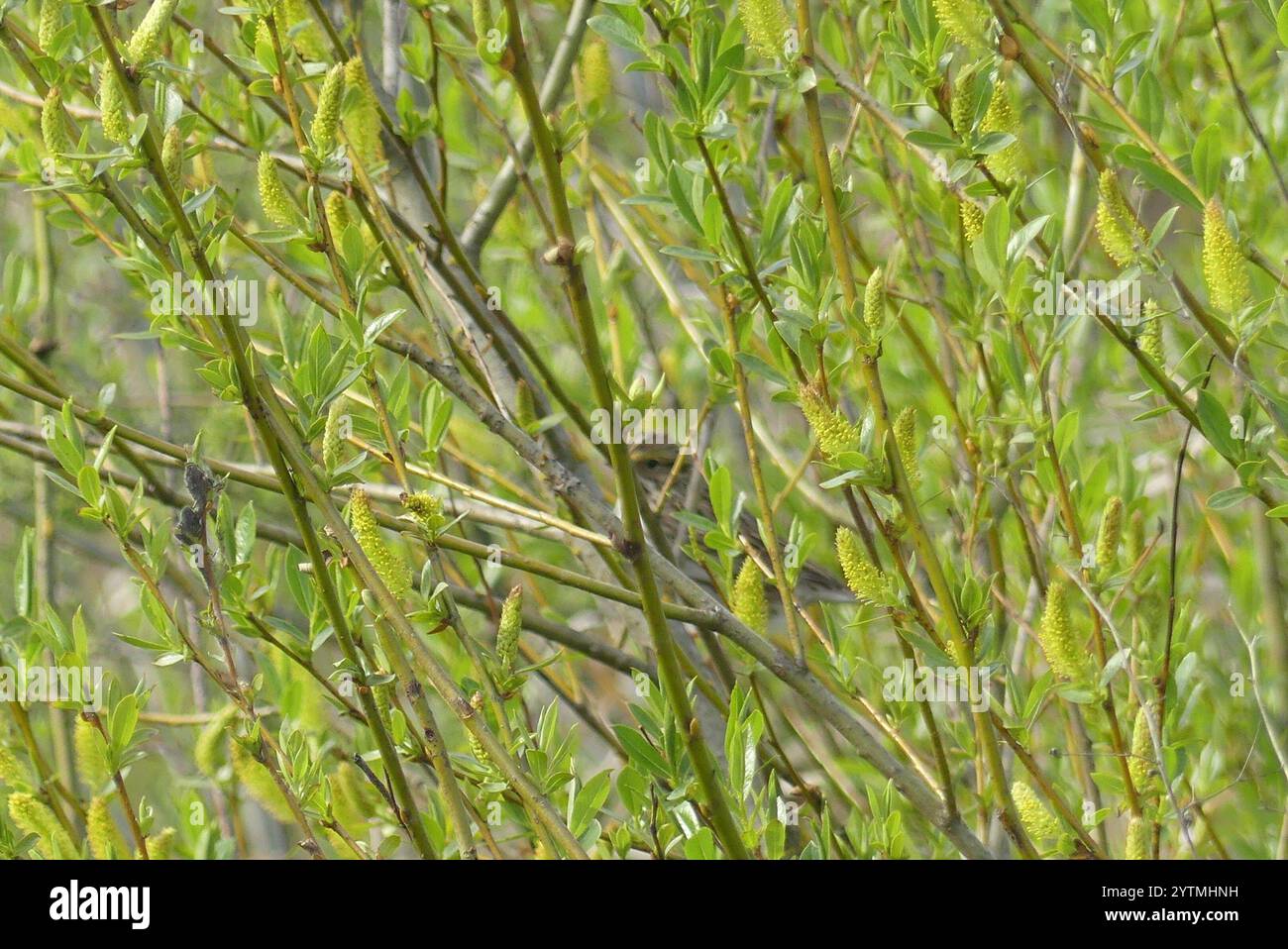 Savannah Sparrow (Passerculus sandwichensis Stock Photo - Alamy