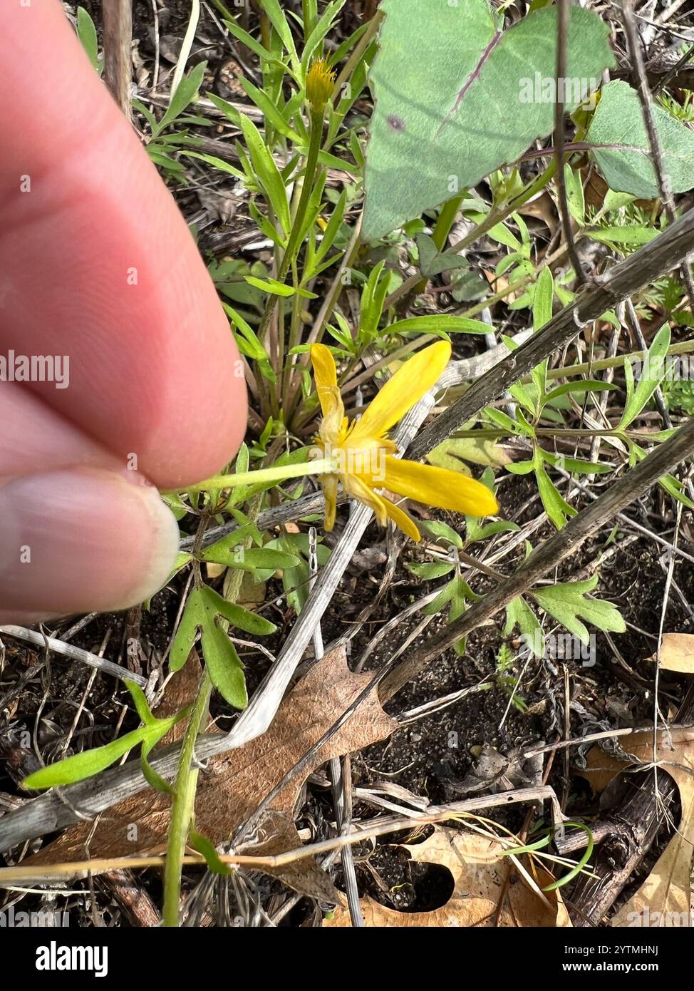 Early Buttercup (Ranunculus fascicularis Stock Photo - Alamy