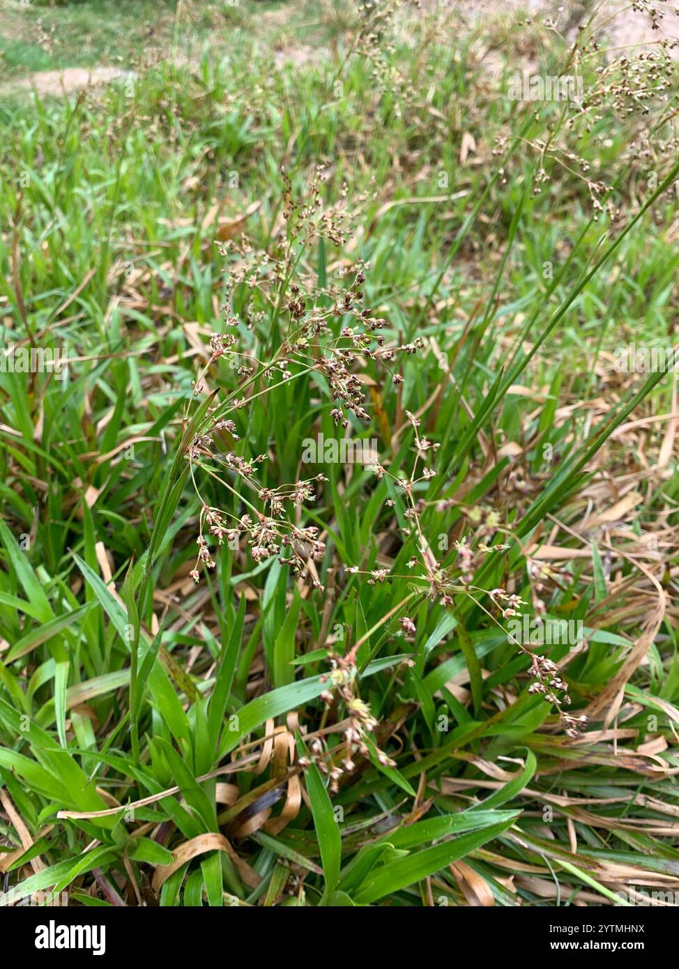 Great Woodrush (Luzula sylvatica Stock Photo - Alamy