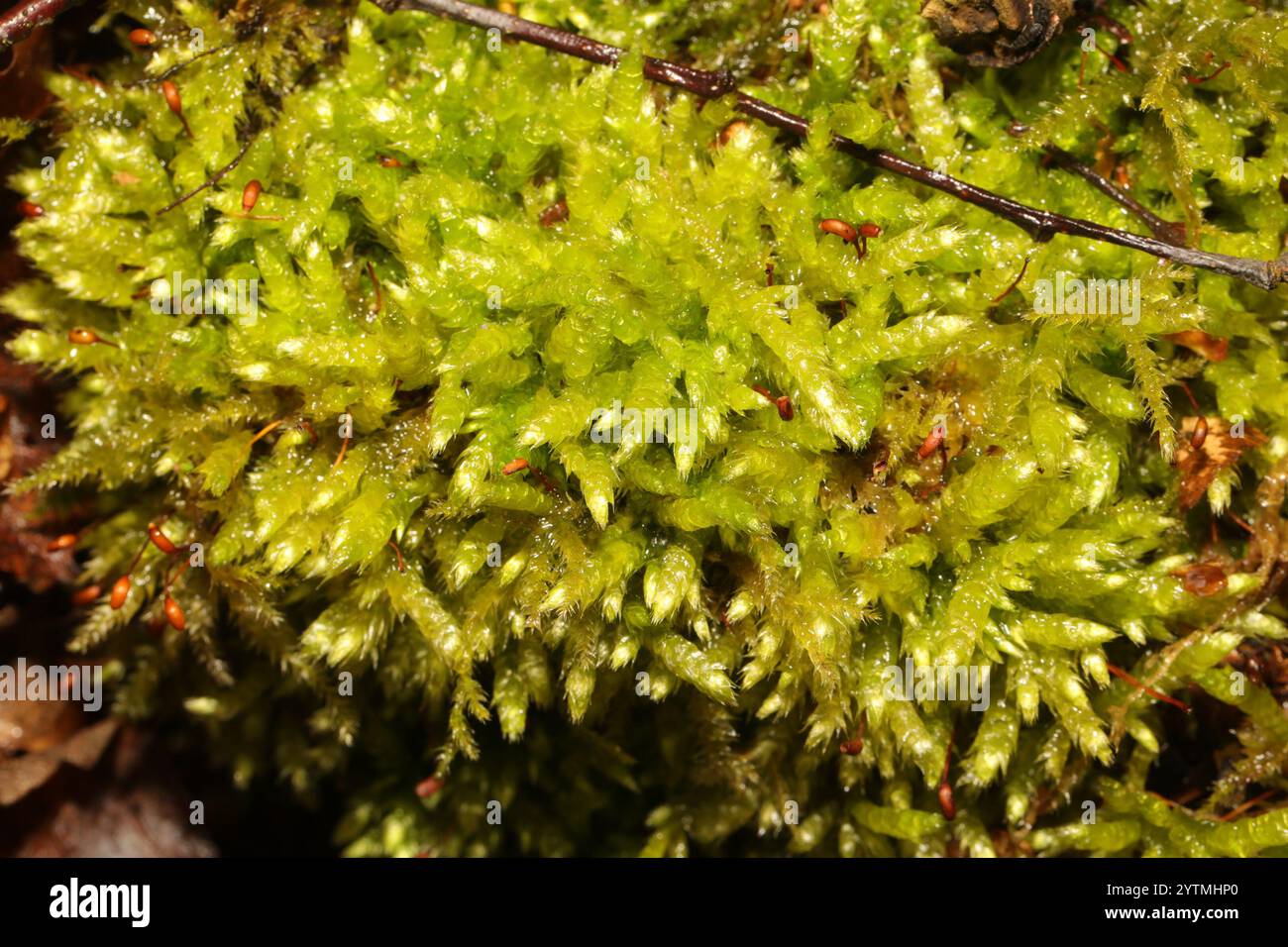 Rough-stalked Feather-moss (Brachythecium rutabulum Stock Photo - Alamy