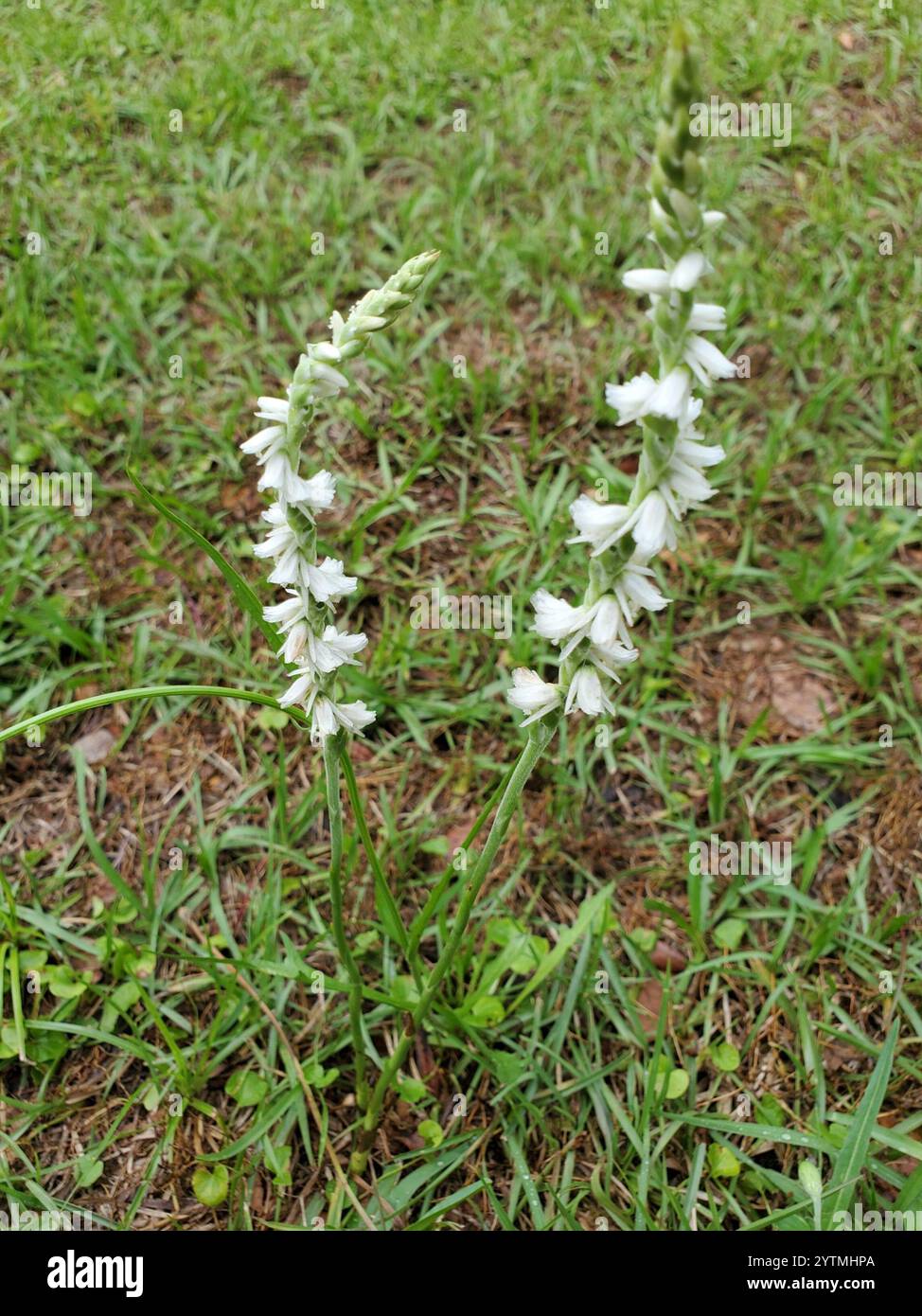 Spring Ladies' Tresses (Spiranthes vernalis Stock Photo - Alamy