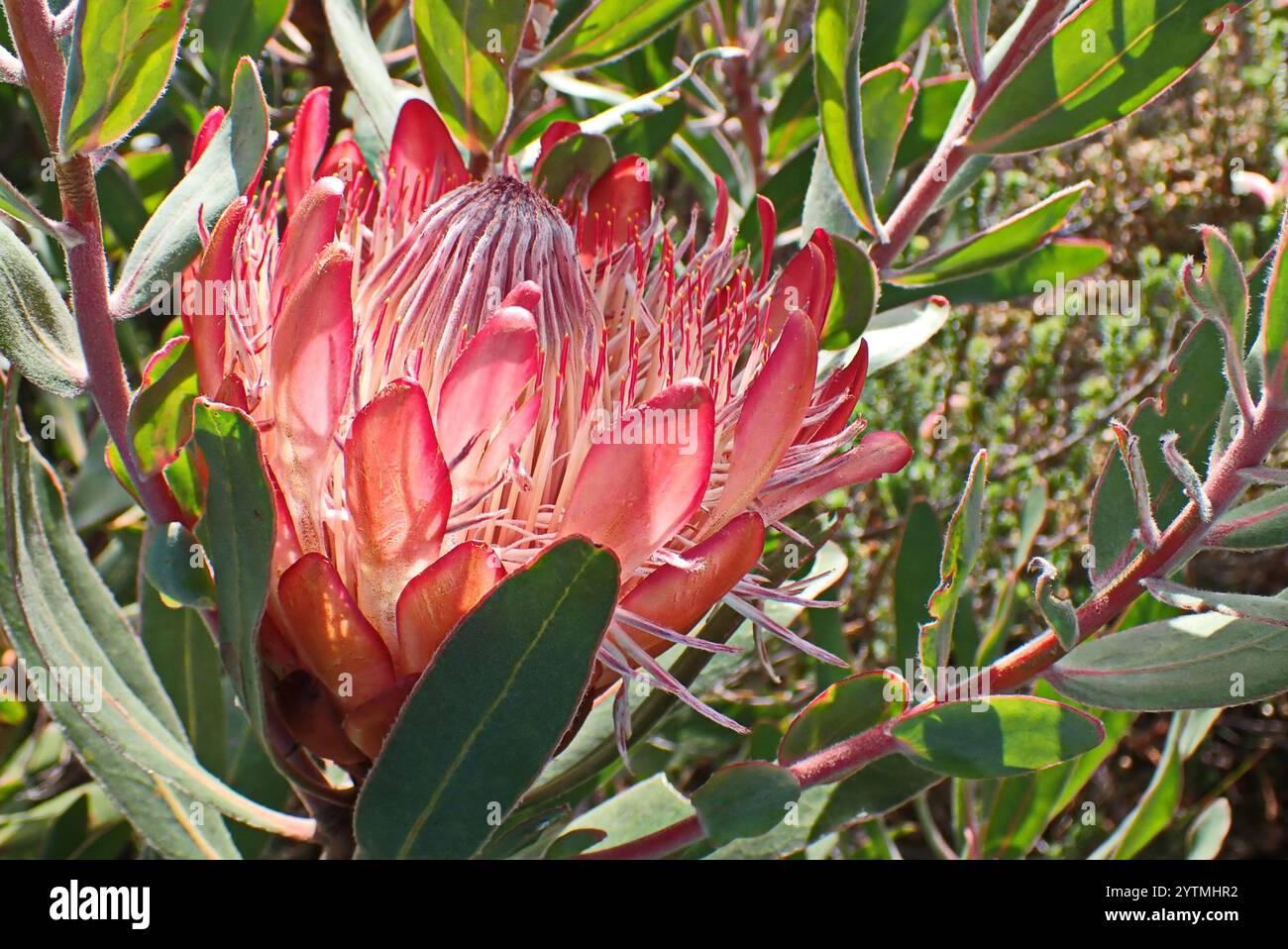 Protea susannae hi-res stock photography and images - Alamy