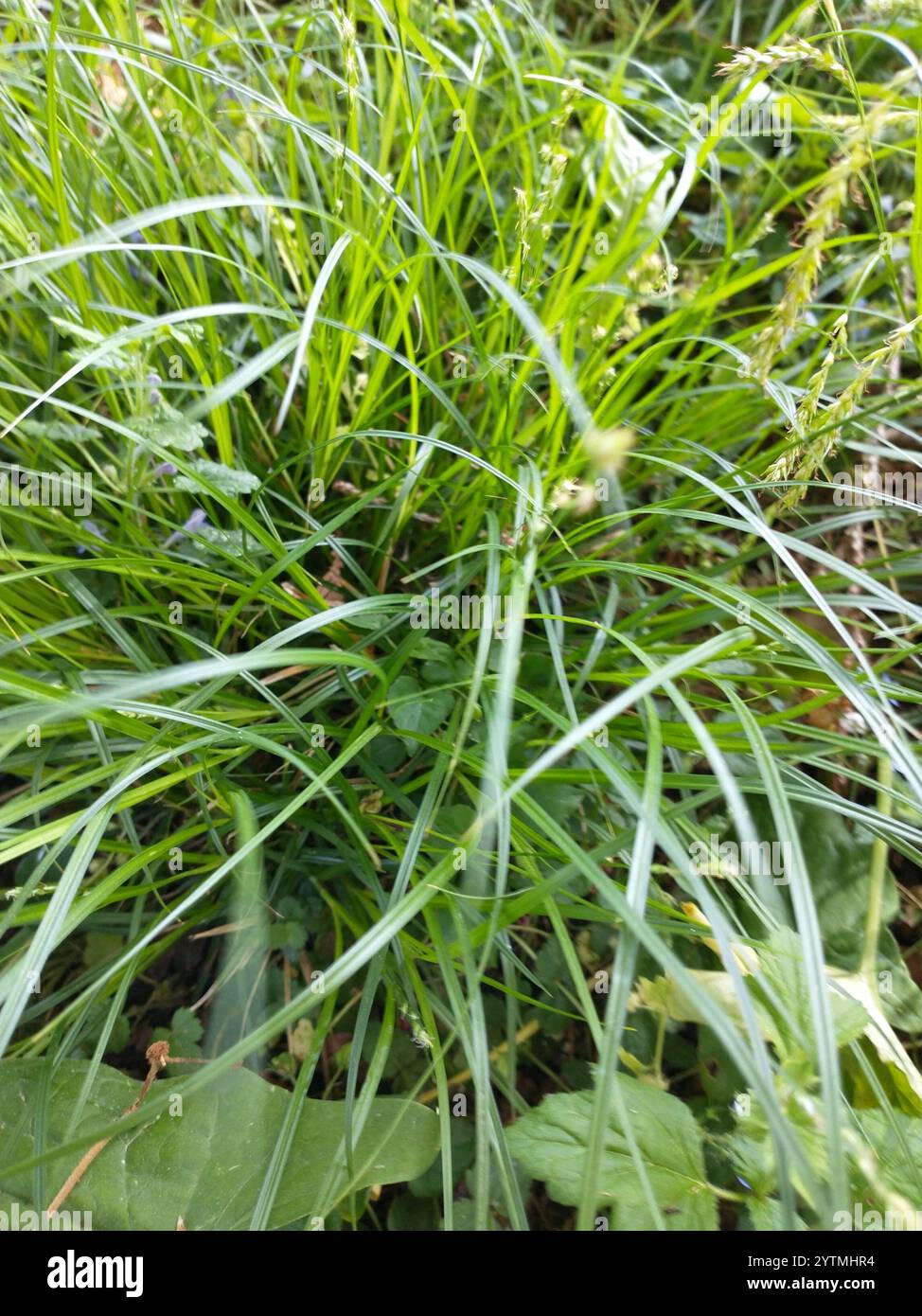 Grey Sedge (Carex divulsa Stock Photo - Alamy