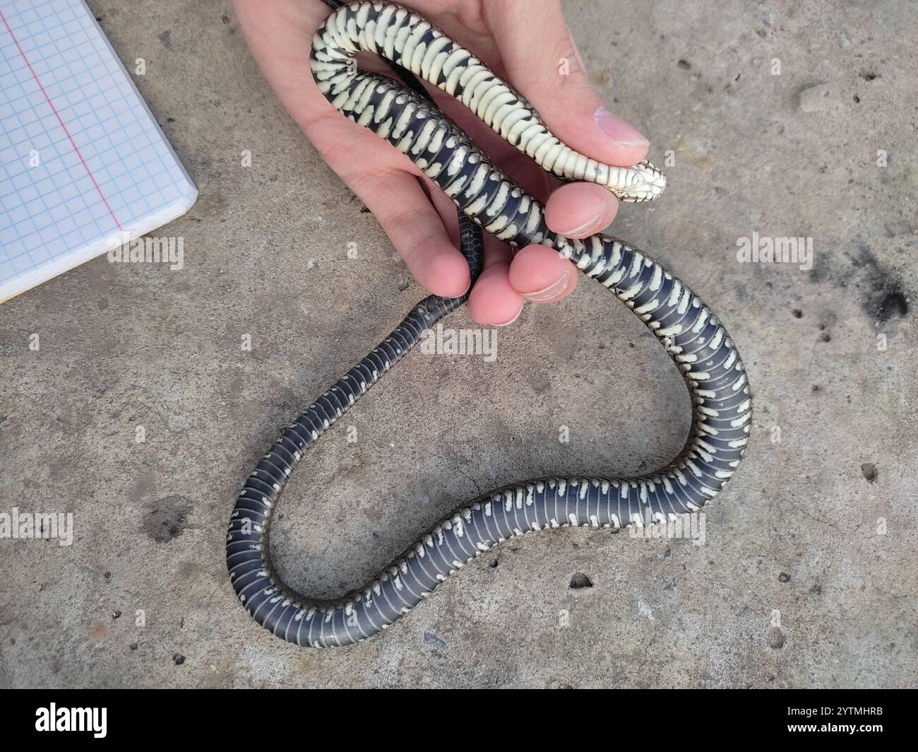 grass snake (Natrix natrix Stock Photo - Alamy