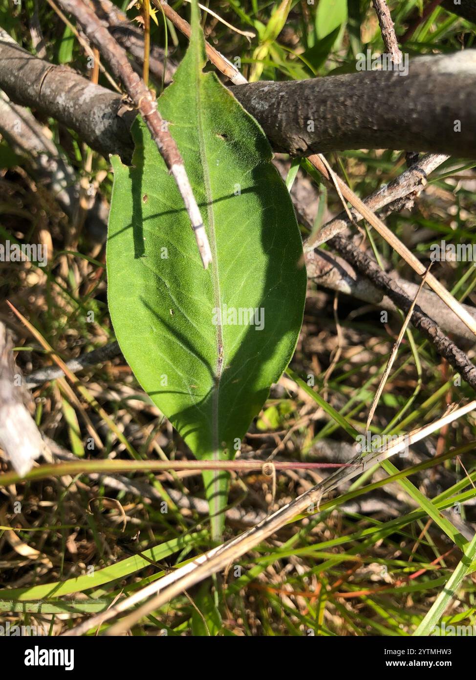 Appalachian blazing star hi-res stock photography and images - Alamy