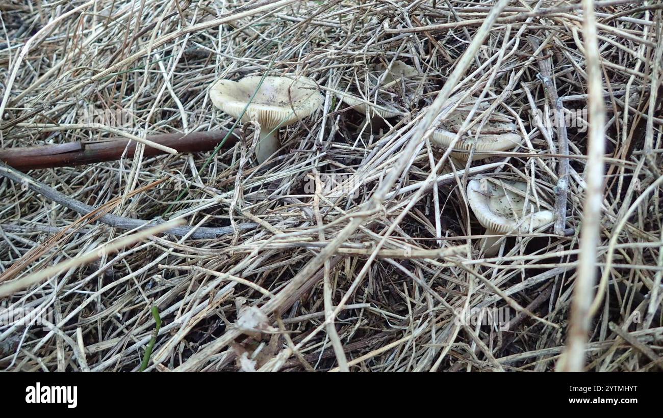 Sepia Brittlegill (Russula sororia Stock Photo - Alamy