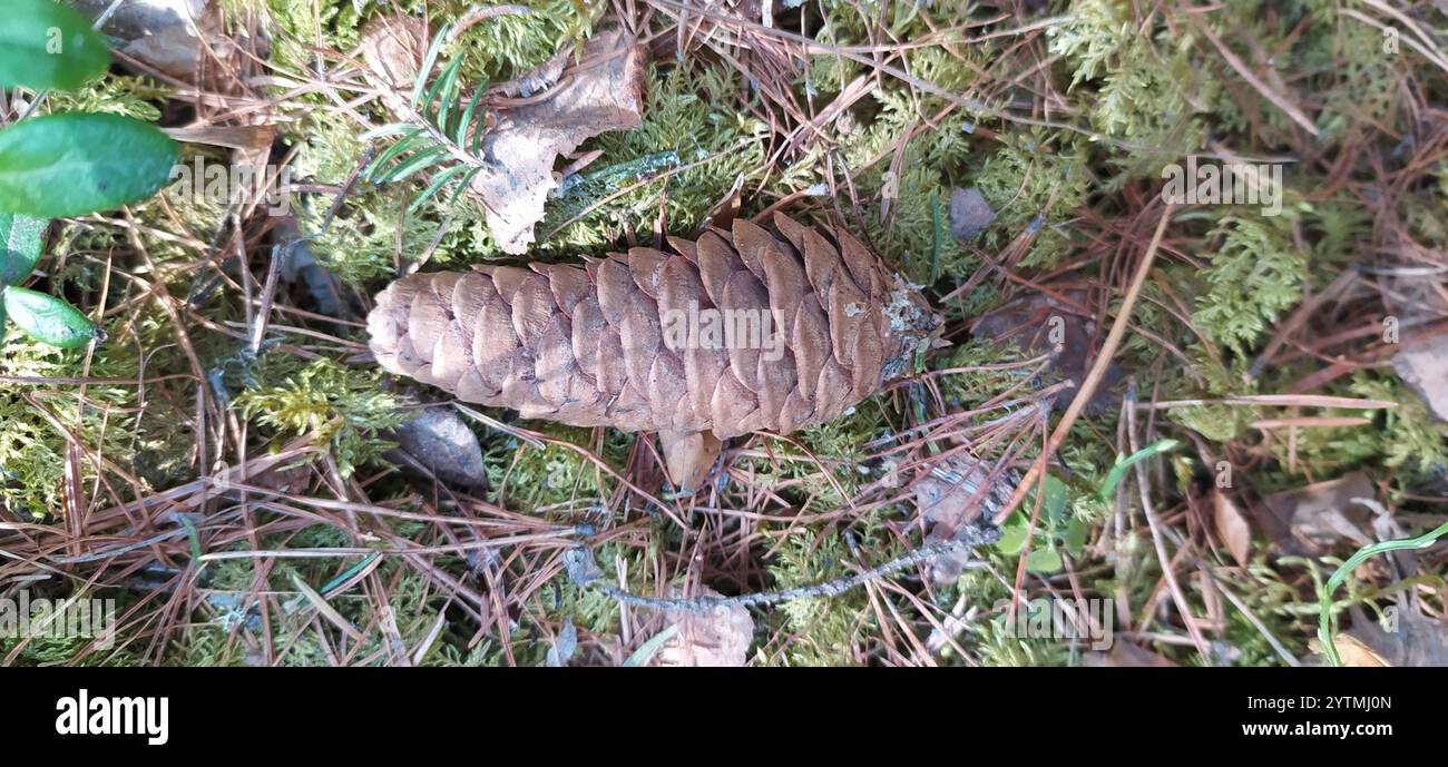 Siberian spruce (Picea obovata Stock Photo - Alamy