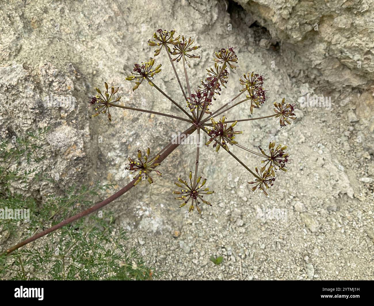 Carrotleaf Biscuitroot (Lomatium multifidum Stock Photo - Alamy