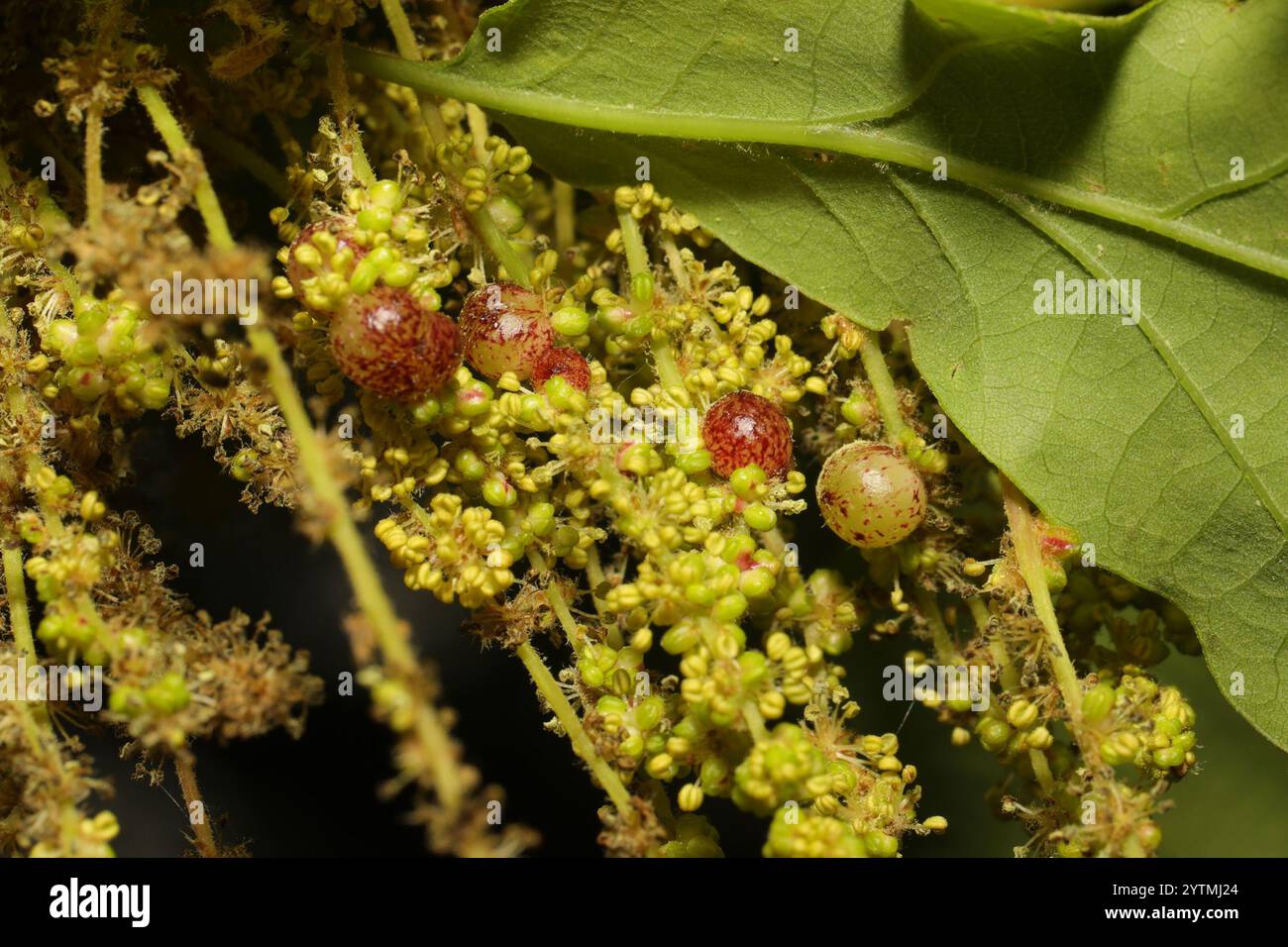 Common Spangle Gall Wasp (Neuroterus quercusbaccarum Stock Photo - Alamy