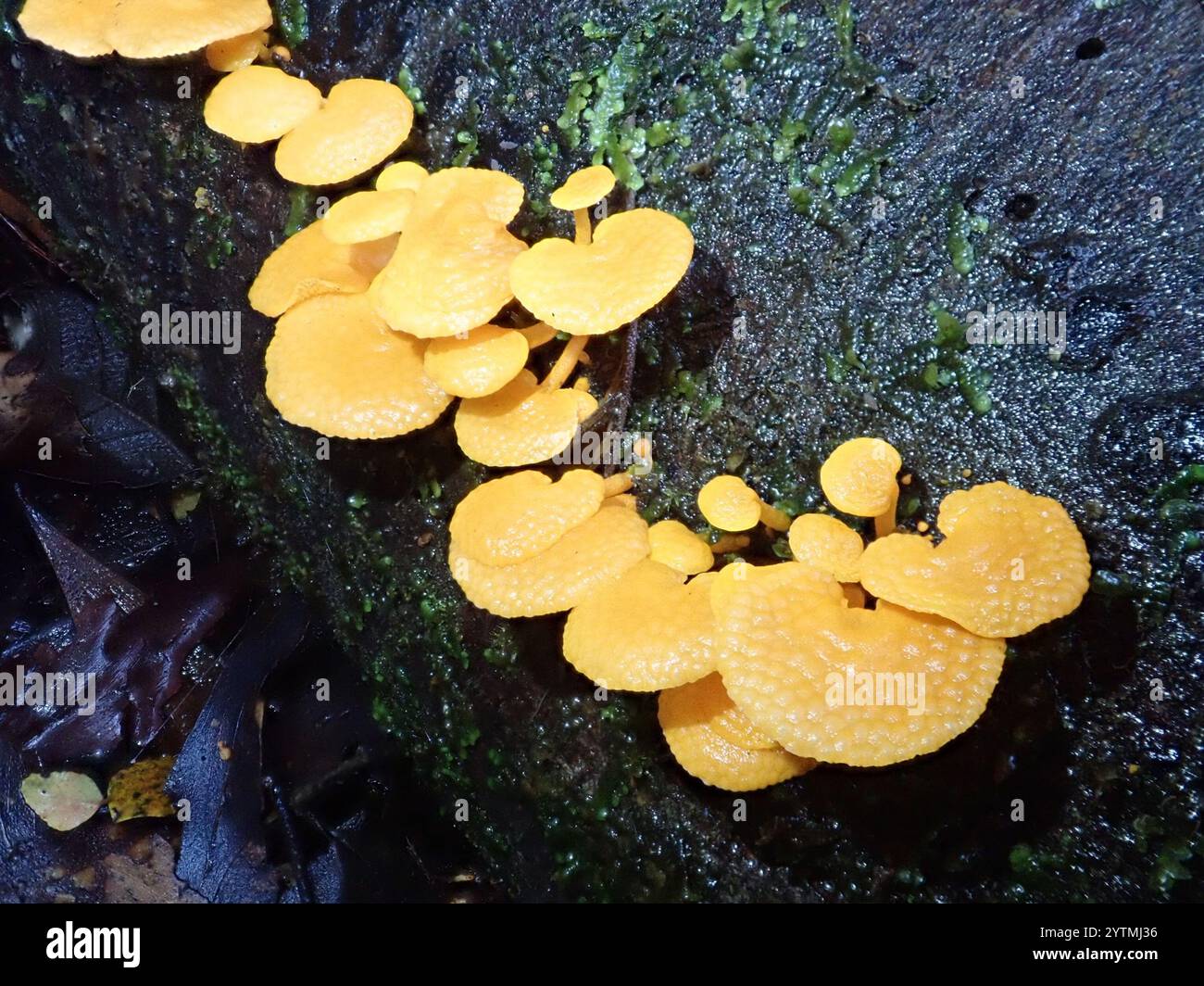 orange pore fungus (Favolaschia claudopus Stock Photo - Alamy