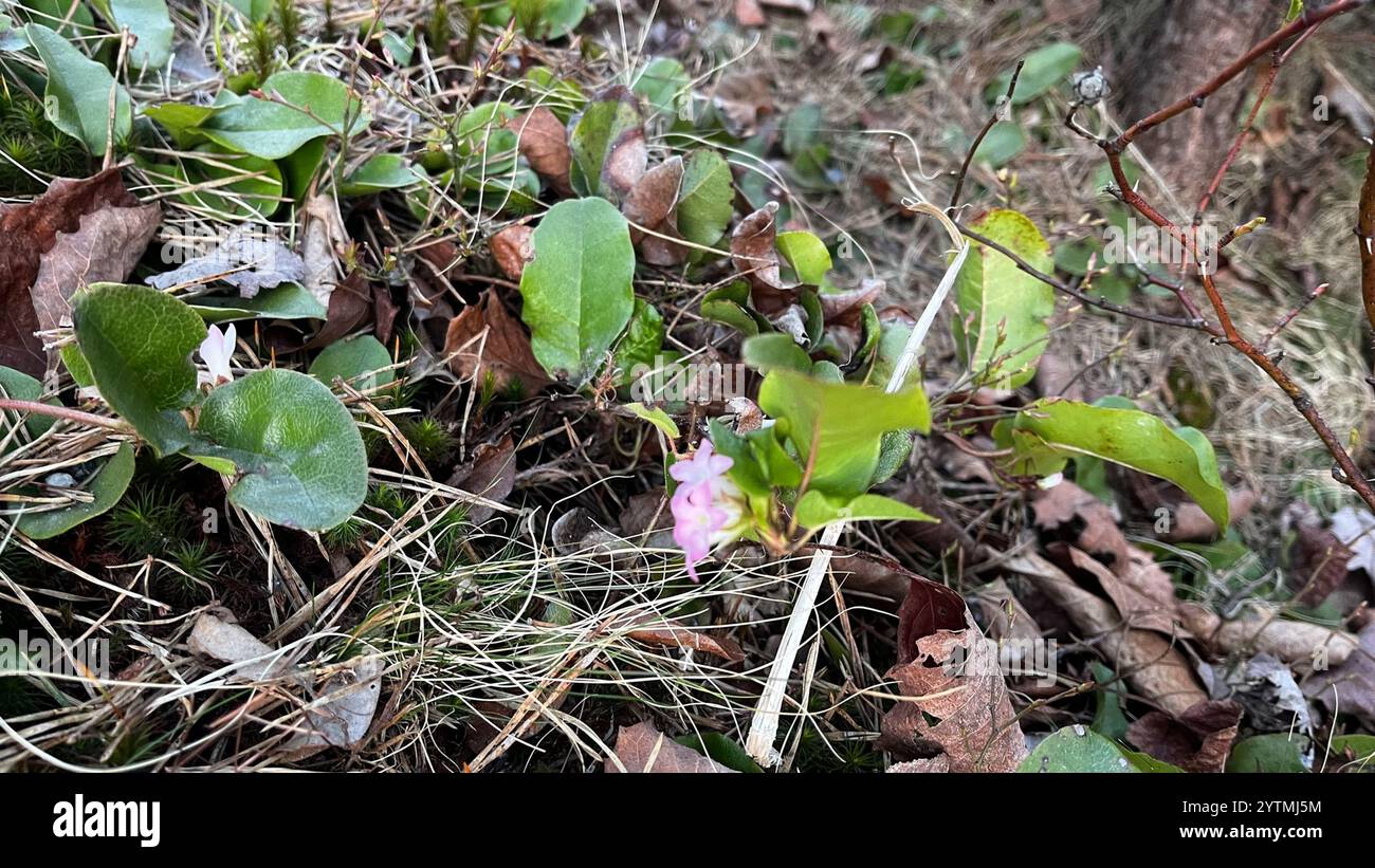 trailing arbutus (Epigaea repens Stock Photo - Alamy