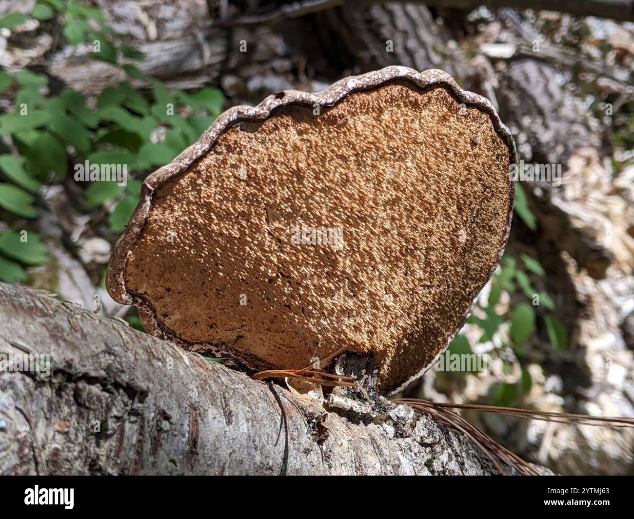 birch polypore (Fomitopsis betulina Stock Photo - Alamy