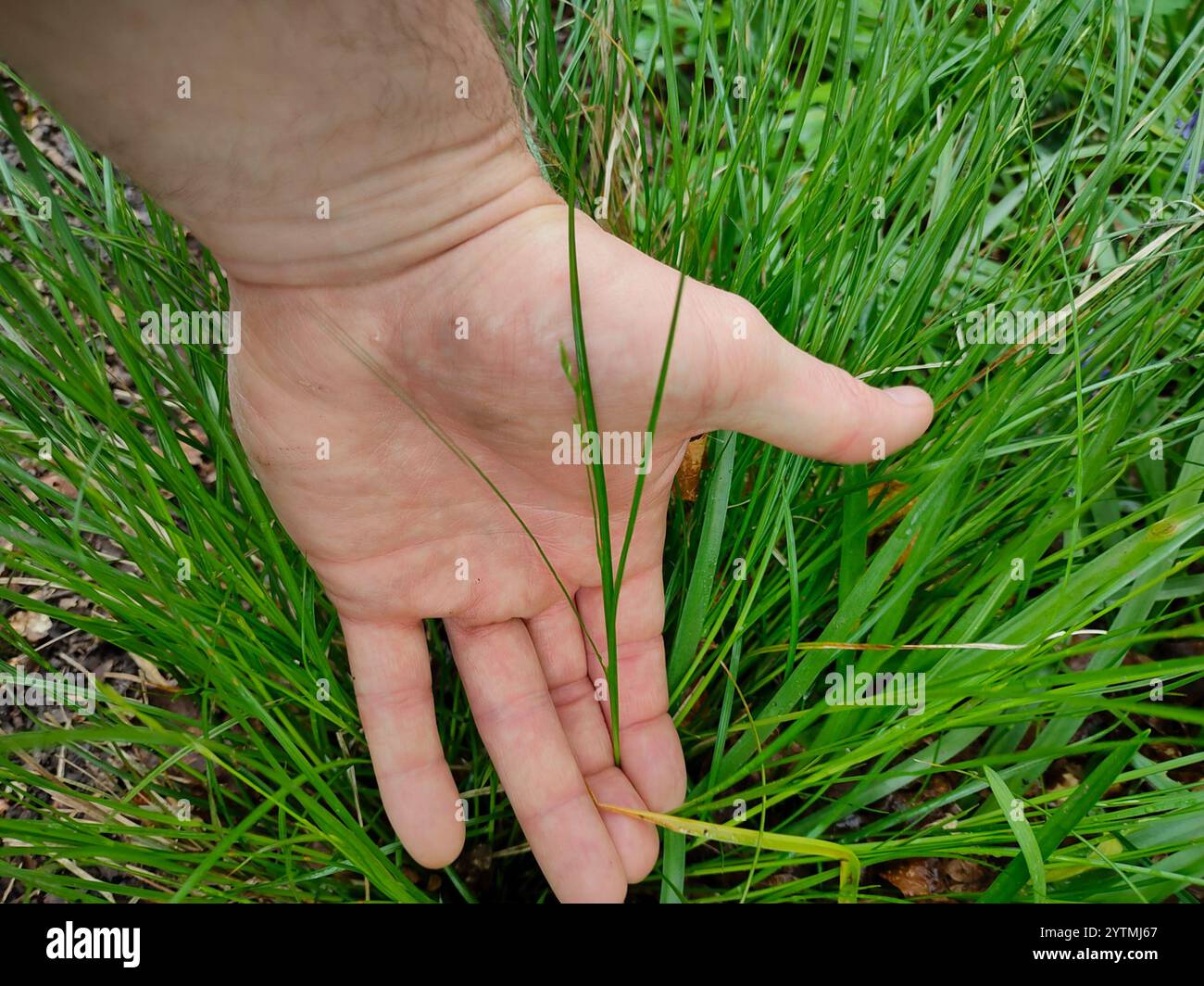 Remote Sedge (Carex remota Stock Photo - Alamy