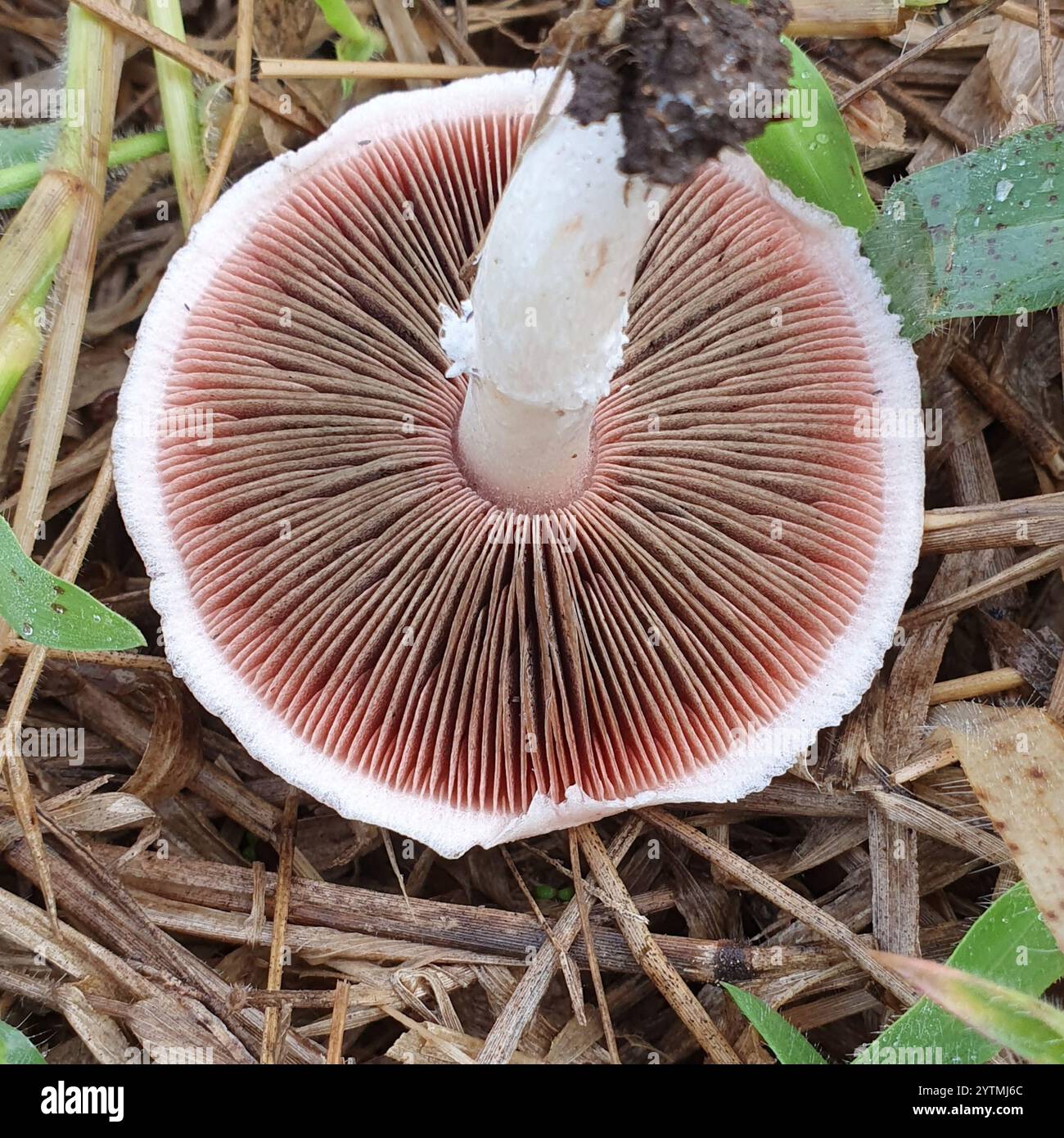 Common Gilled Mushrooms and Allies (Agaricales Stock Photo - Alamy