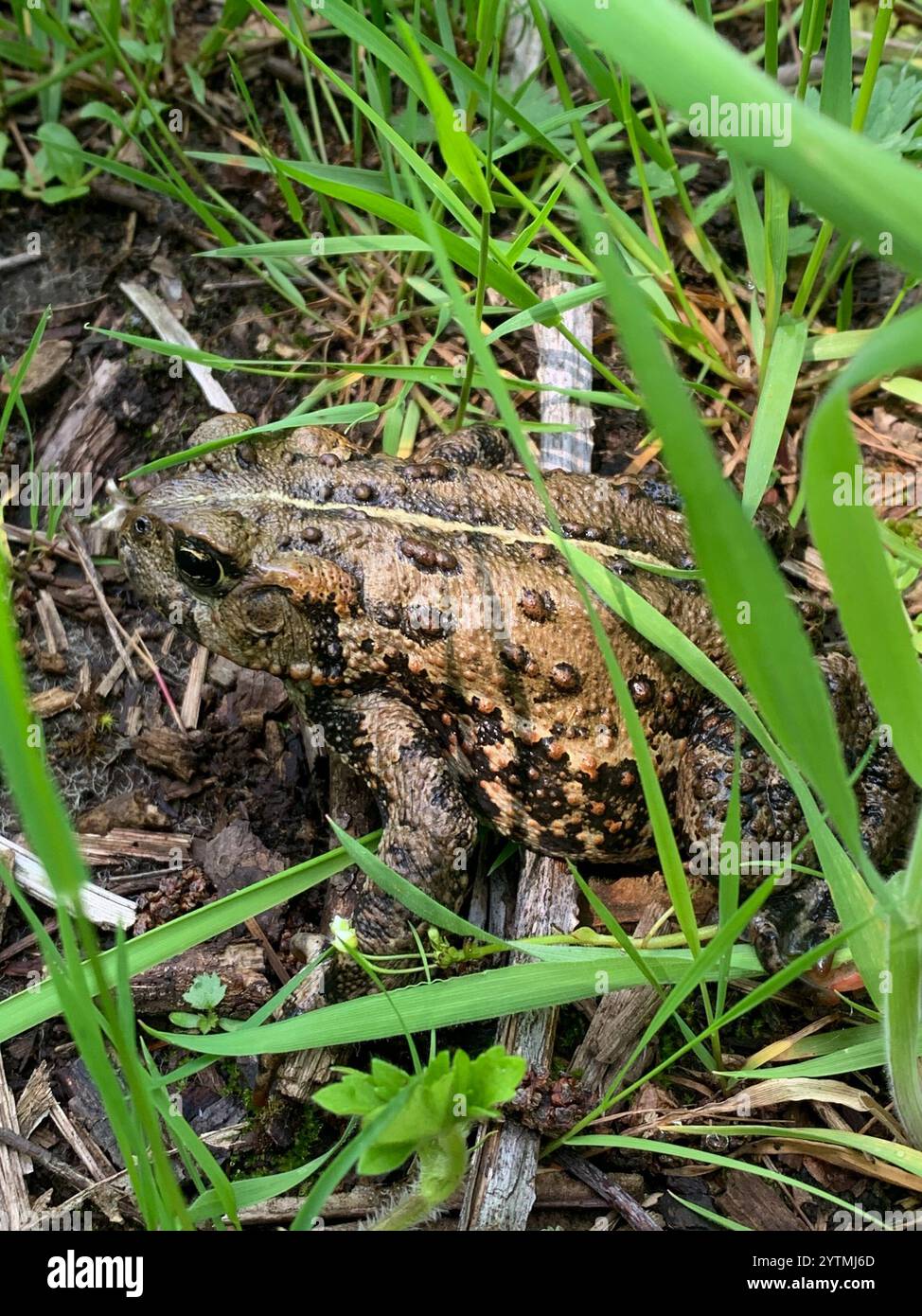 Western Toad (Anaxyrus boreas Stock Photo - Alamy