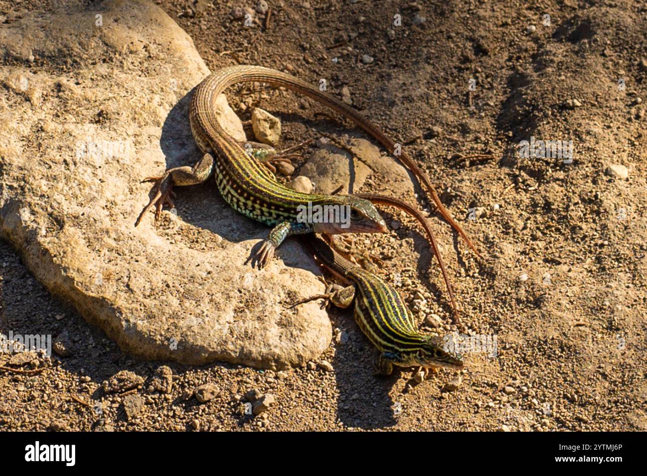 Common Spotted Whiptail (Aspidoscelis gularis Stock Photo - Alamy