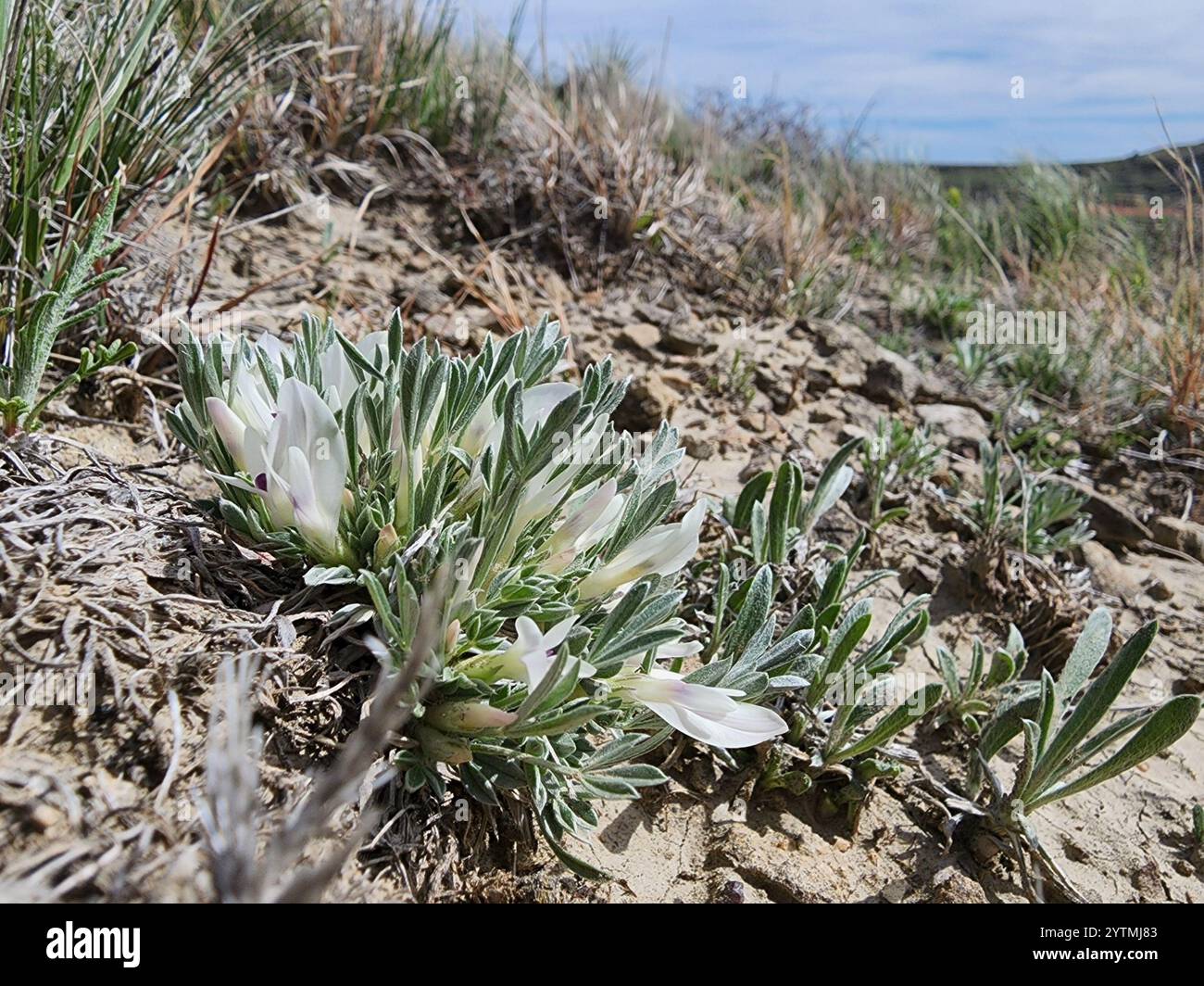 Threeleaf Milkvetch (Astragalus gilviflorus Stock Photo - Alamy