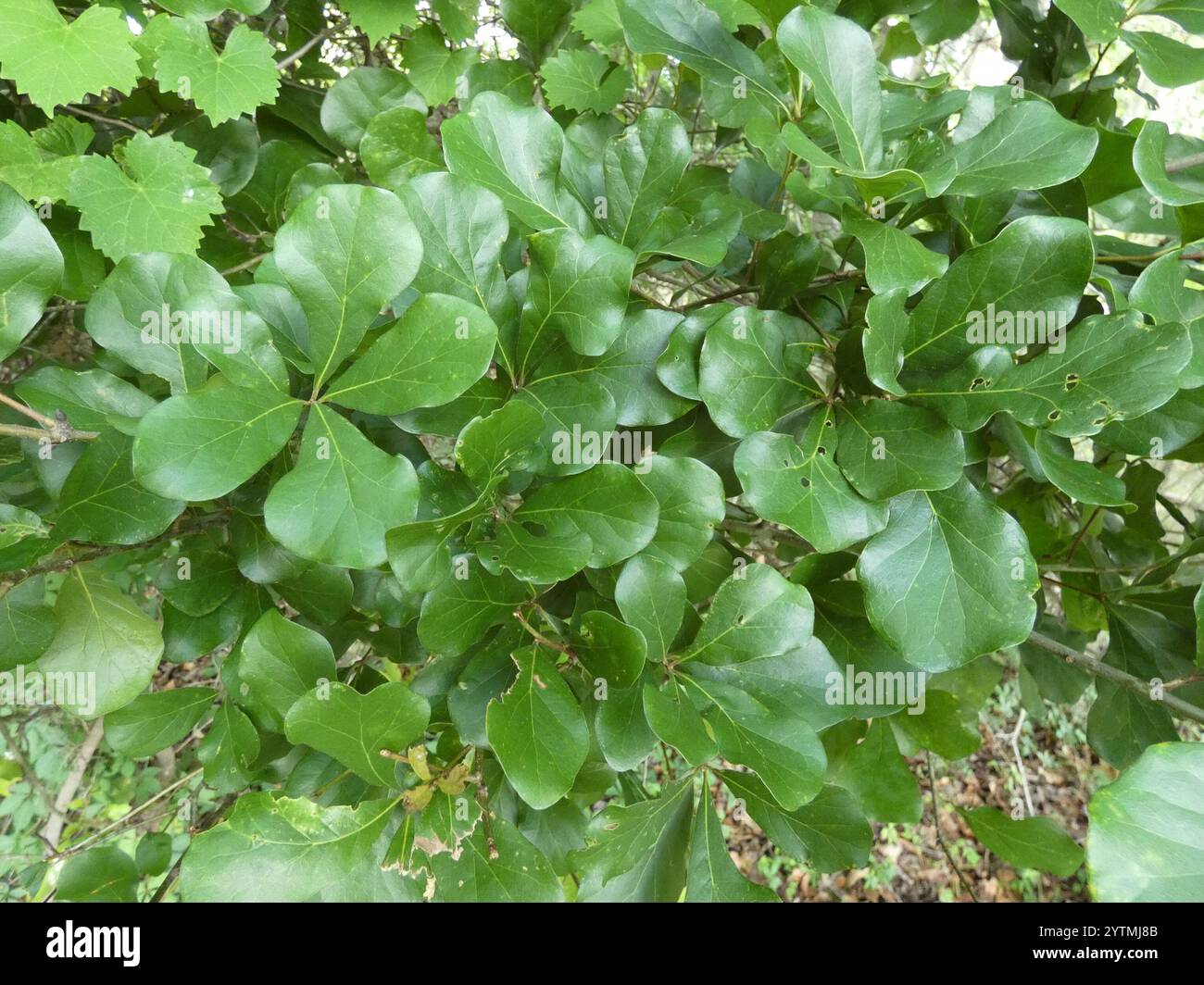 water oak (Quercus nigra Stock Photo - Alamy