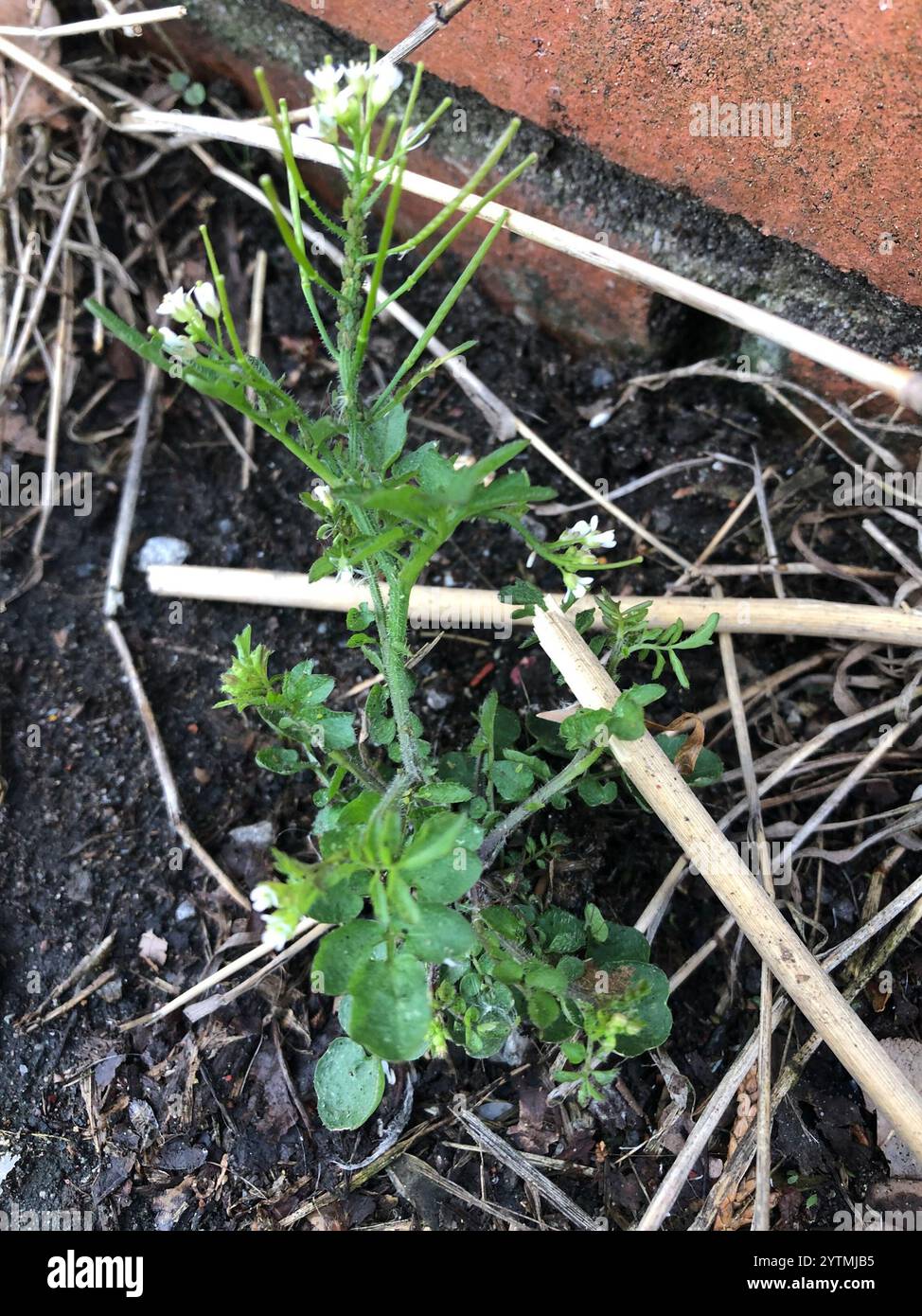 wavy bittercress (Cardamine flexuosa Stock Photo - Alamy