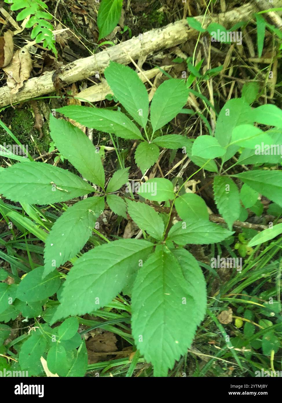 American ginseng (Panax quinquefolius Stock Photo - Alamy