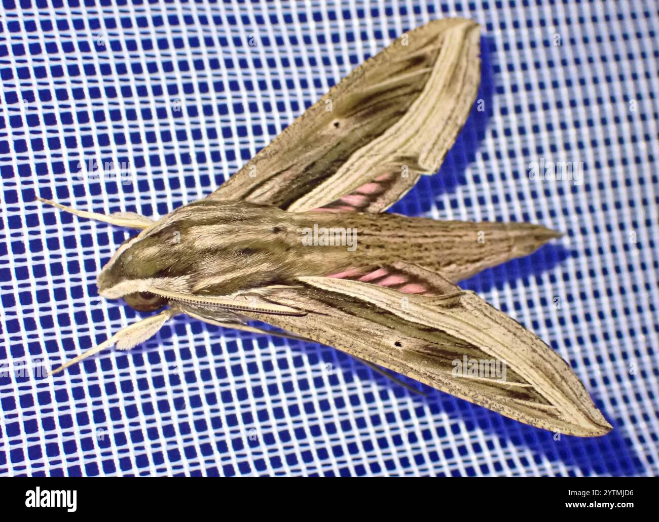 Vine Hawkmoth (Hippotion celerio Stock Photo - Alamy