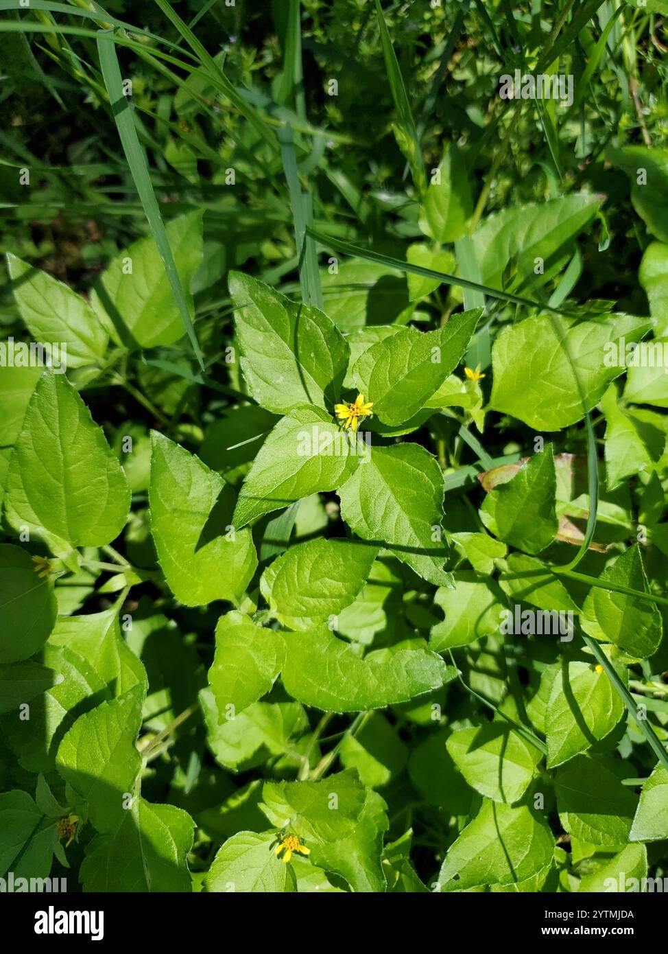 straggler daisy (Calyptocarpus vialis Stock Photo - Alamy