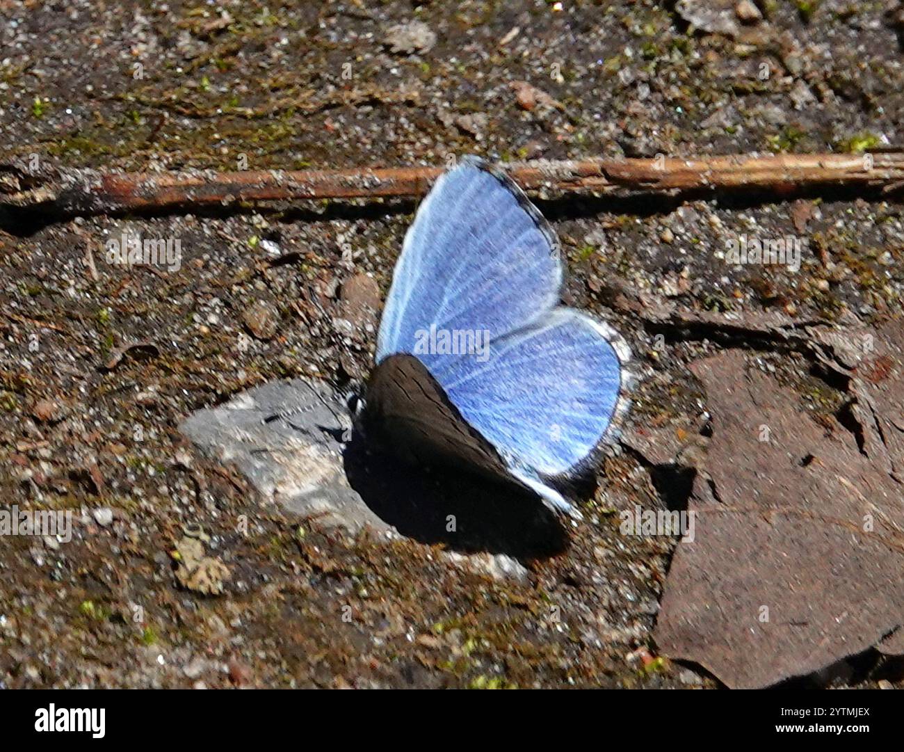 Northern Azure (Celastrina lucia Stock Photo - Alamy
