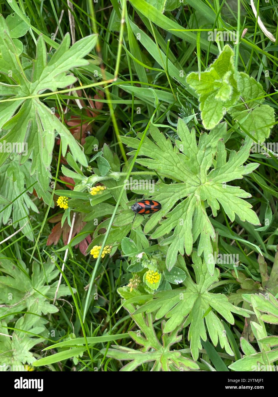 Common Froghopper (Cercopis vulnerata Stock Photo - Alamy