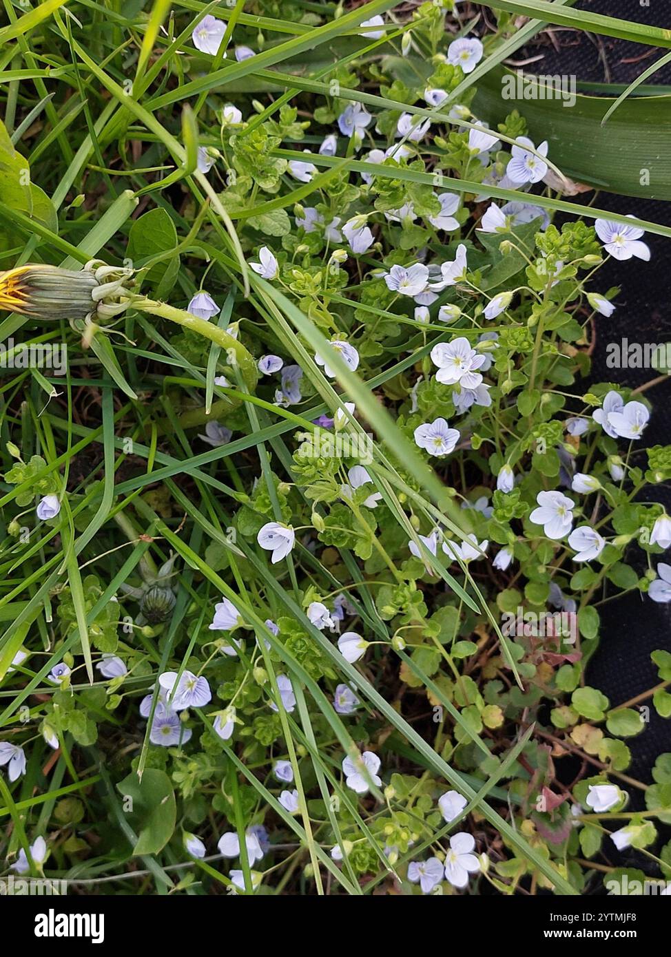 Slender speedwell (Veronica filiformis Stock Photo - Alamy