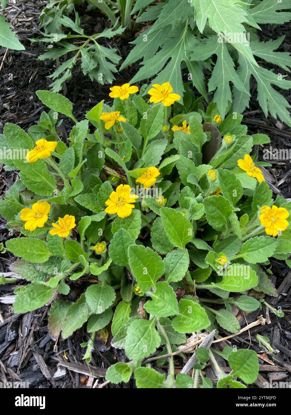 northern green-and-gold (Chrysogonum virginianum Stock Photo - Alamy