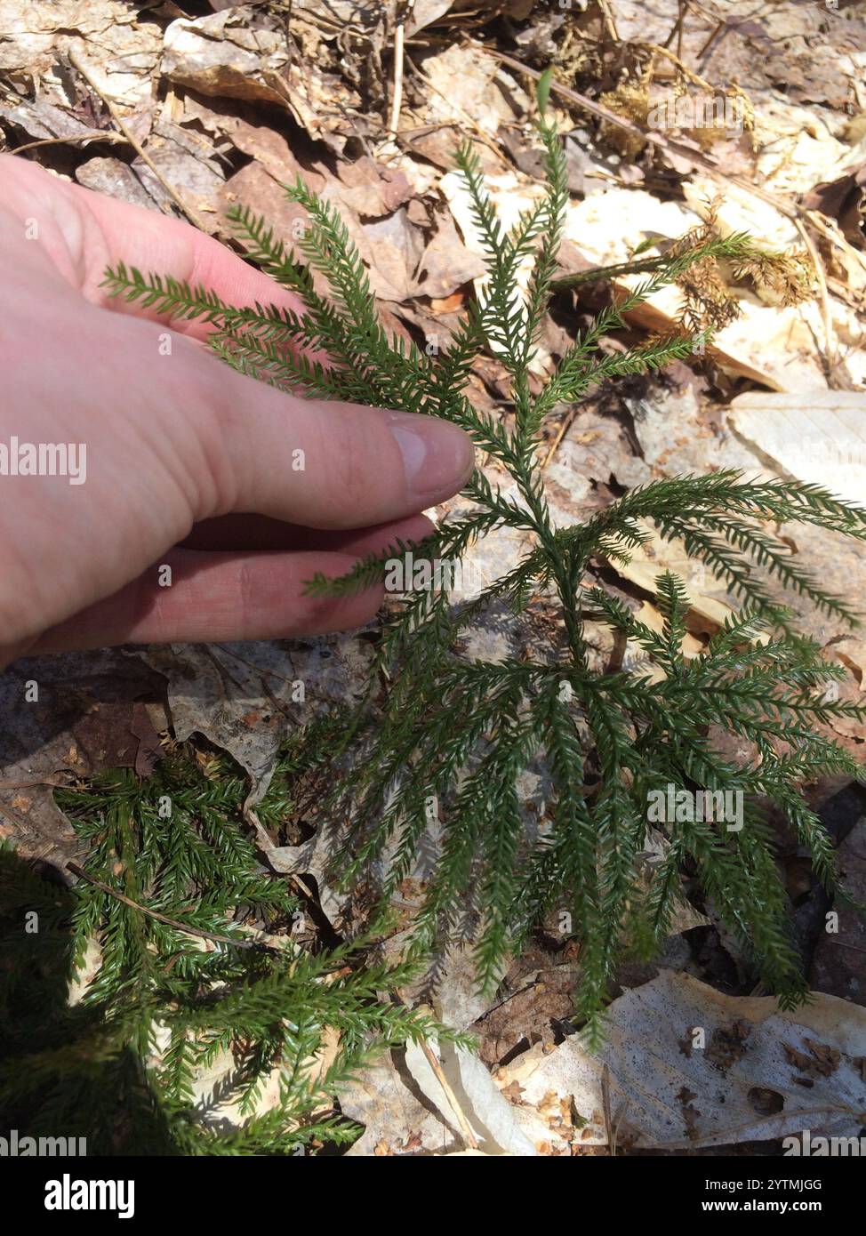 flat-branched tree-clubmoss (Dendrolycopodium obscurum Stock Photo - Alamy