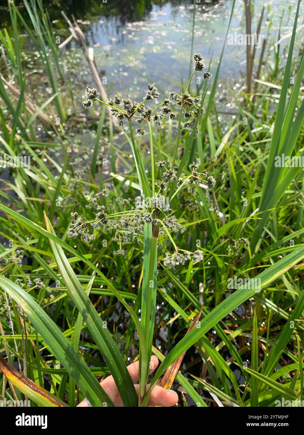 Panicled Bulrush (Scirpus microcarpus Stock Photo - Alamy