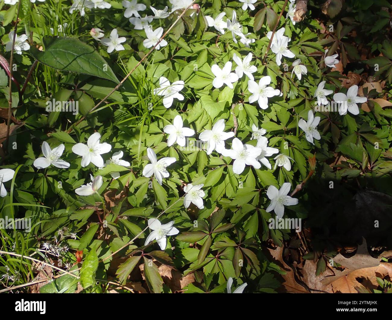 wood anemone (Anemonoides quinquefolia Stock Photo - Alamy
