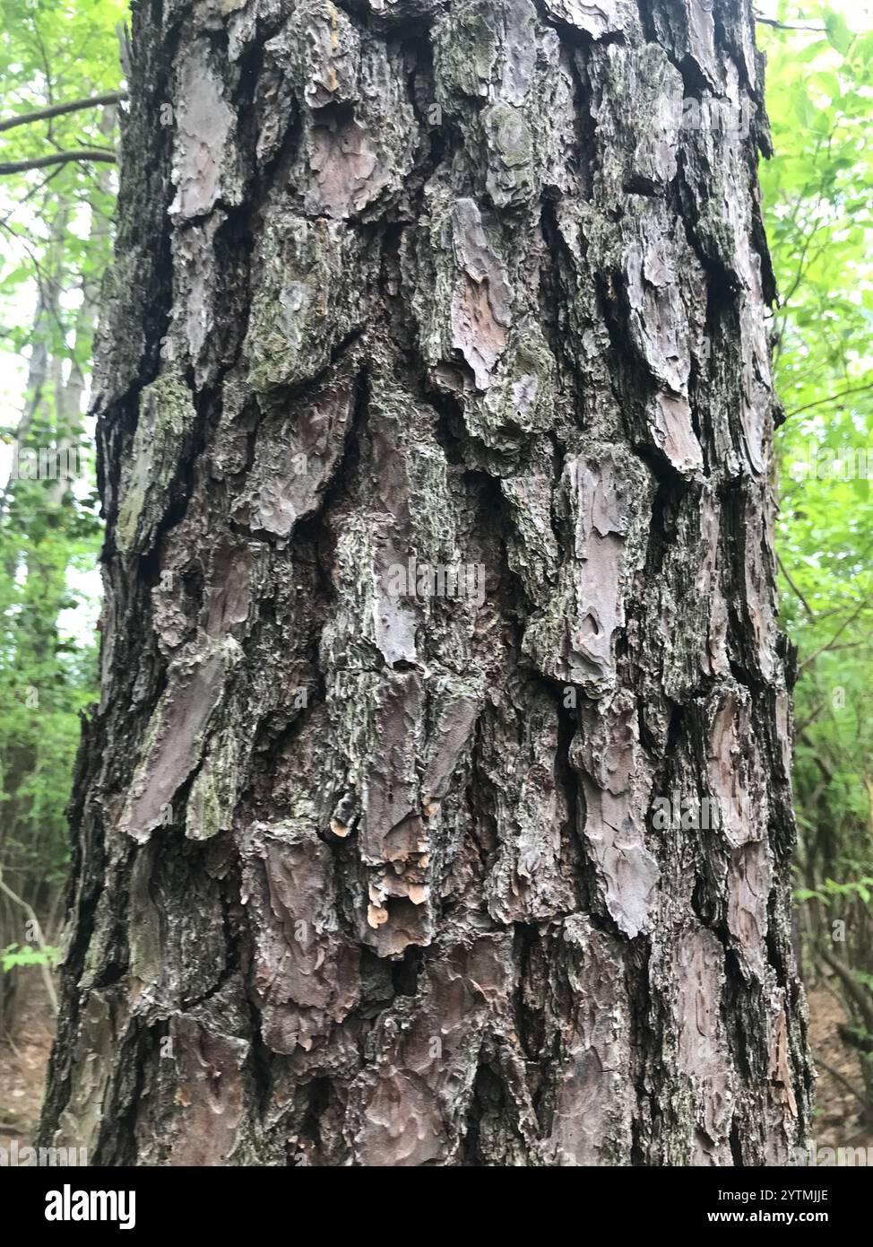 pitch pine (Pinus rigida Stock Photo - Alamy