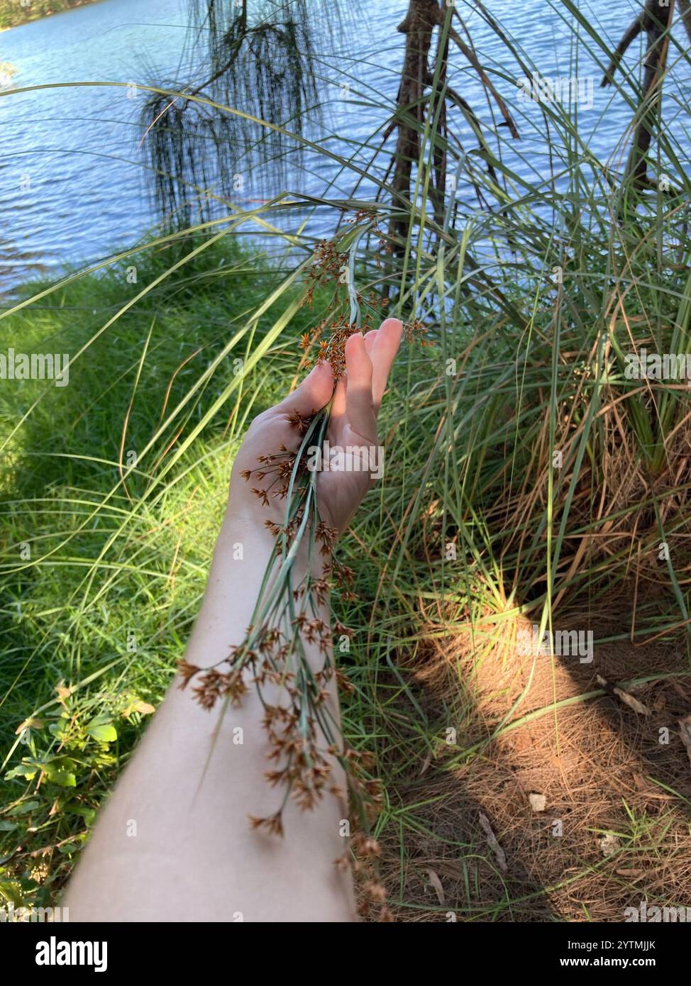 Jamaica swamp sawgrass (Cladium mariscus jamaicense Stock Photo - Alamy