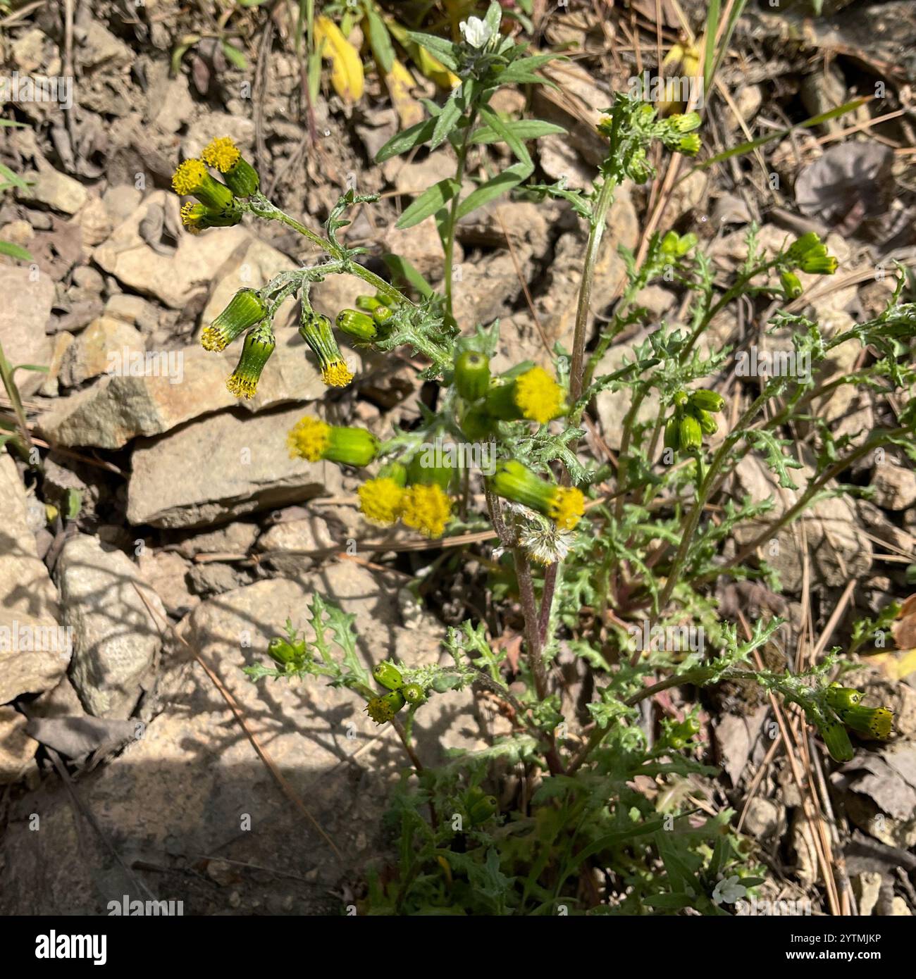 common groundsel (Senecio vulgaris Stock Photo - Alamy