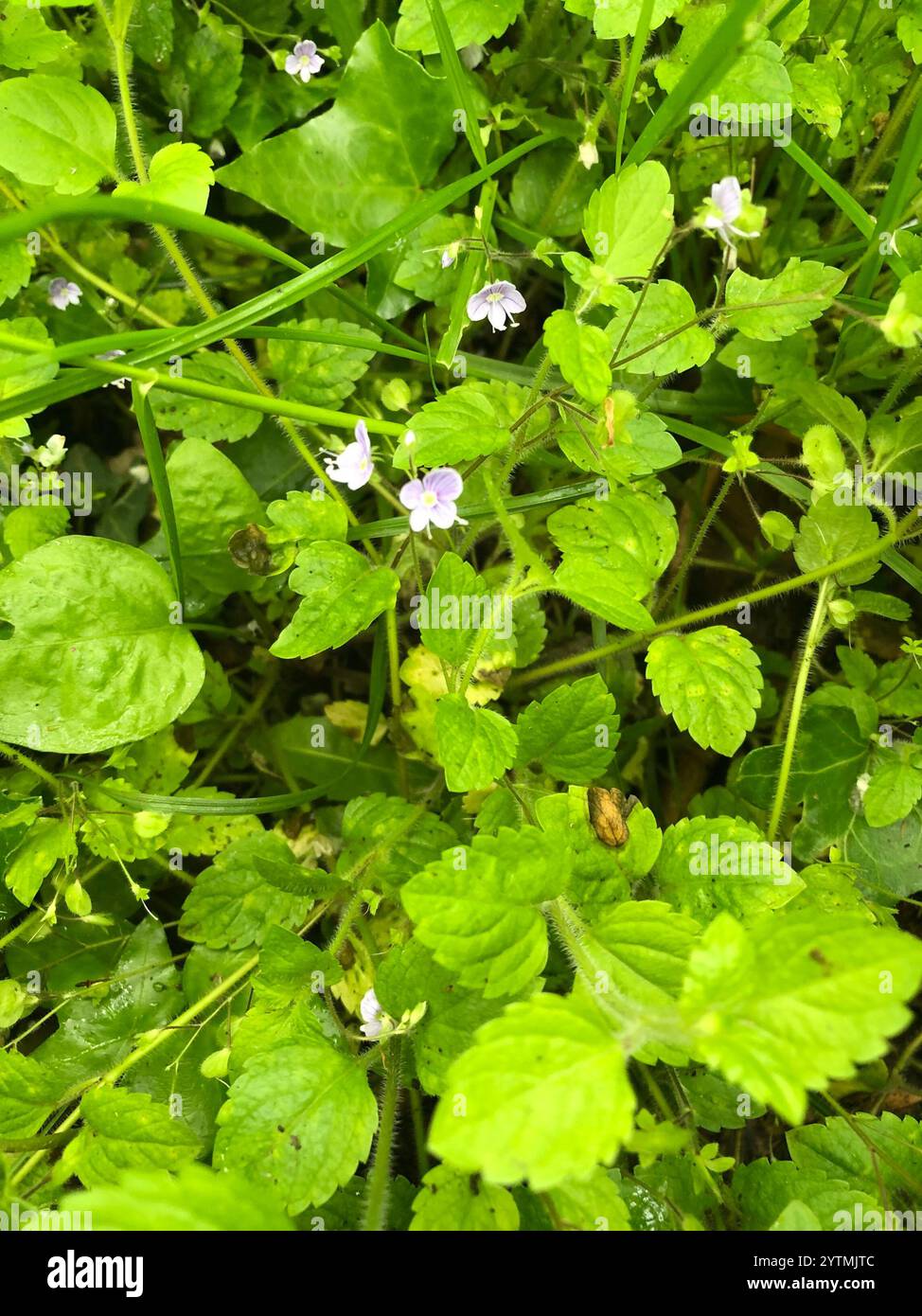 Wood Speedwell (Veronica montana Stock Photo - Alamy