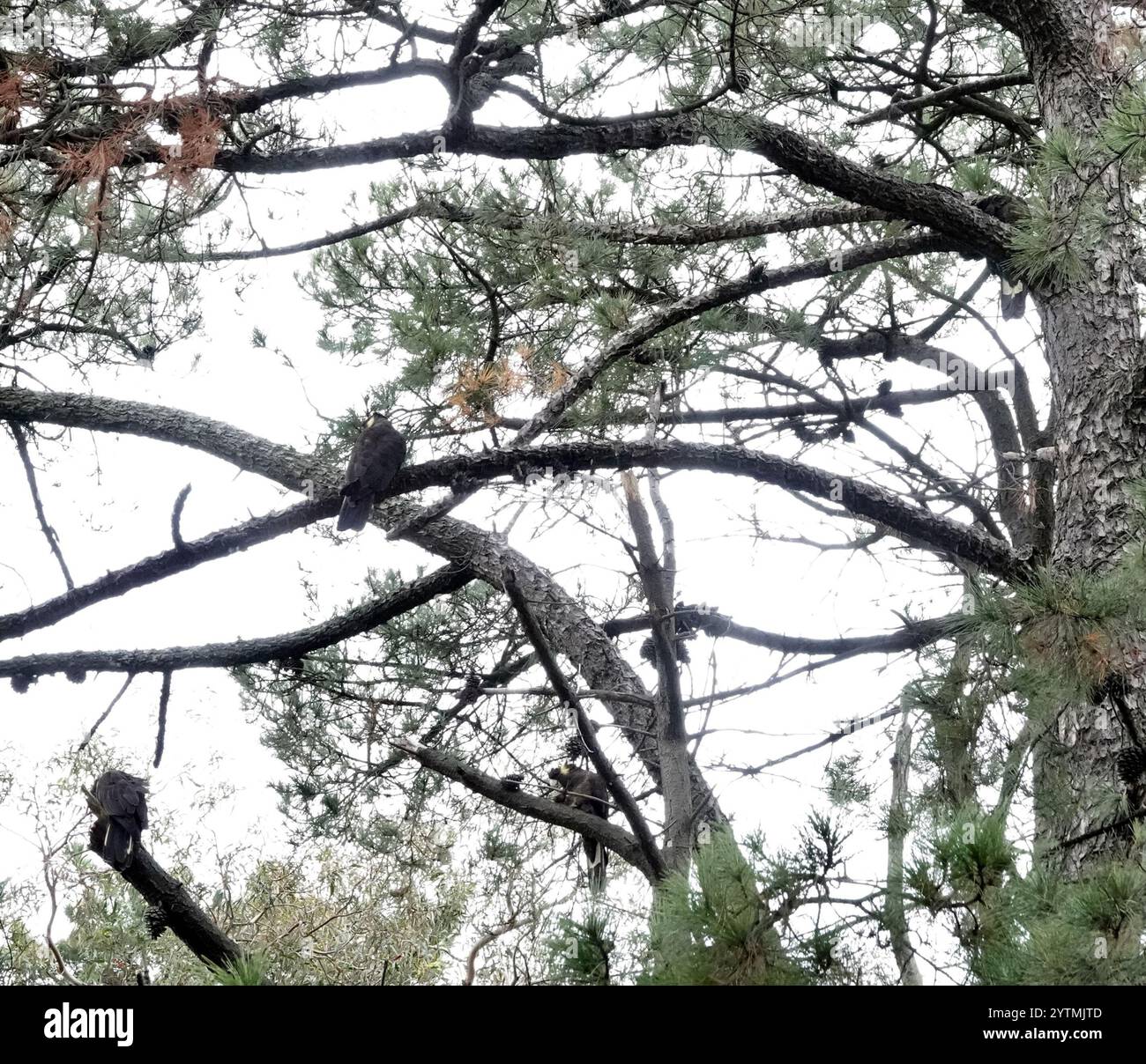 Yellow-tailed Black Cockatoo (Zanda funerea Stock Photo - Alamy
