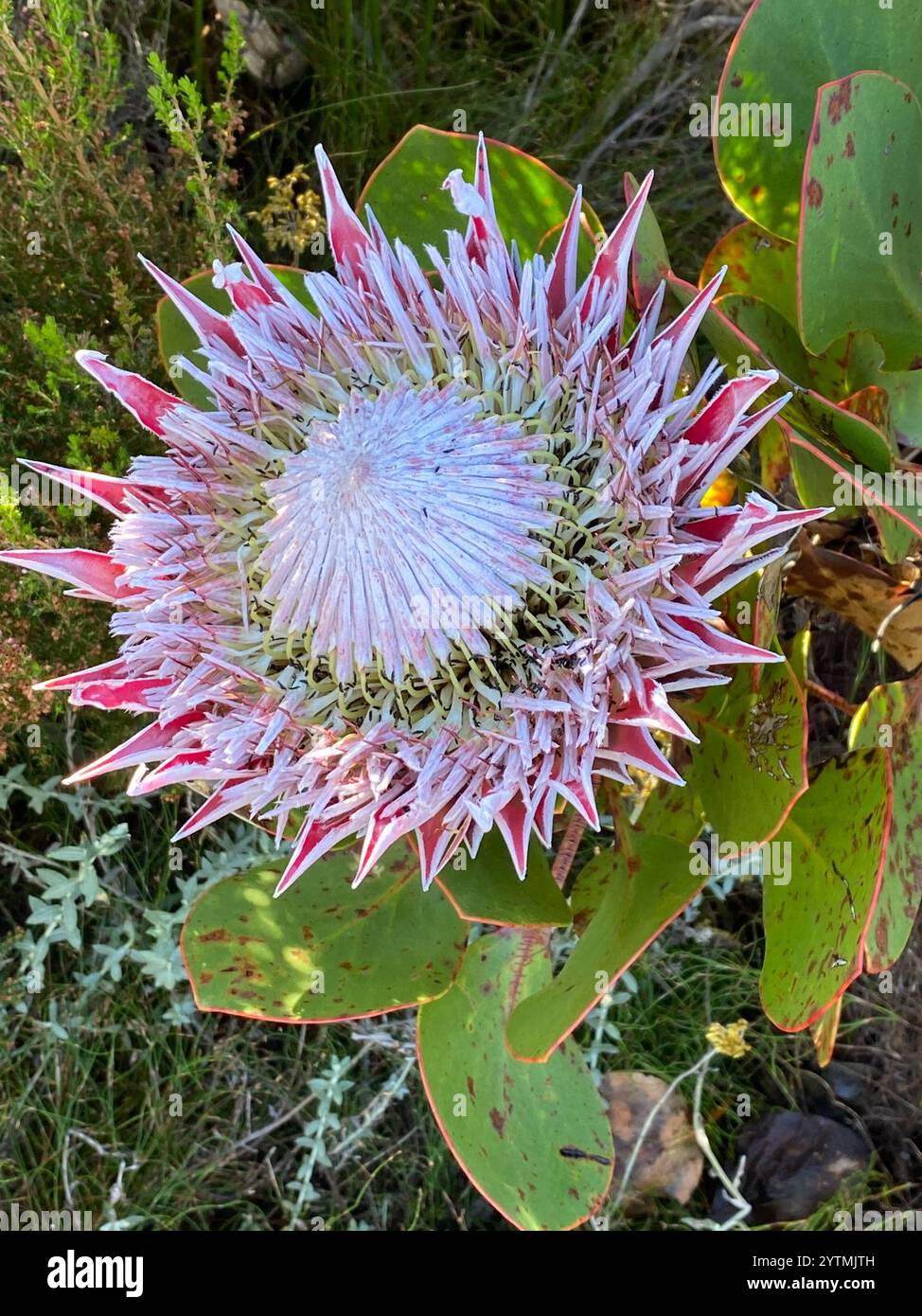 King Protea (Protea cynaroides Stock Photo - Alamy