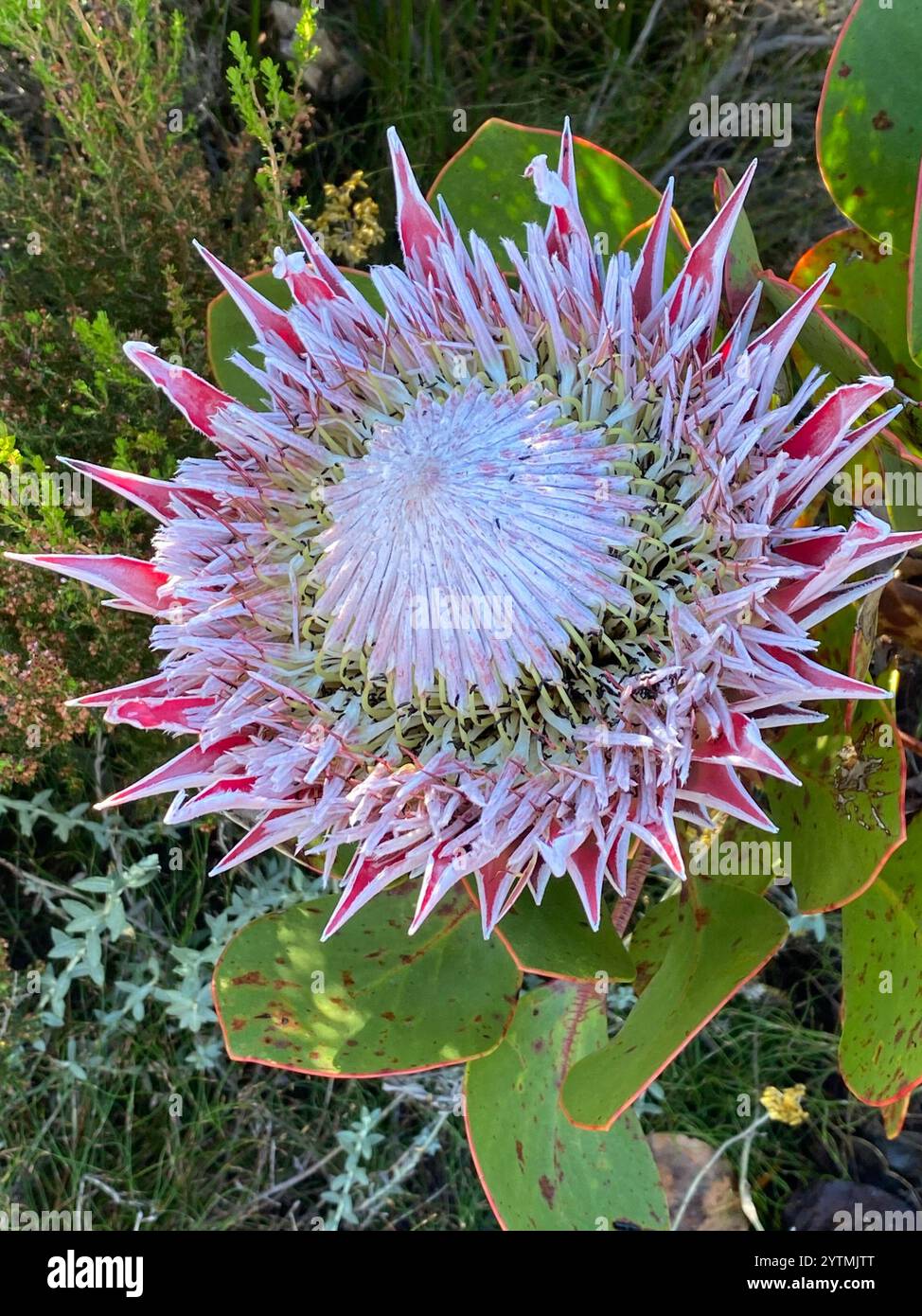 King Protea (Protea cynaroides Stock Photo - Alamy