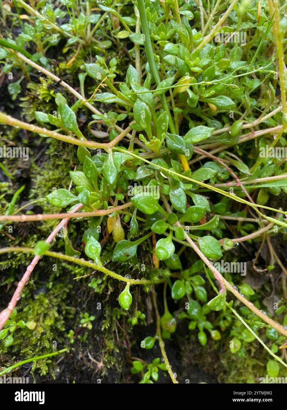 Small-leaved Blinks (Montia parvifolia Stock Photo - Alamy