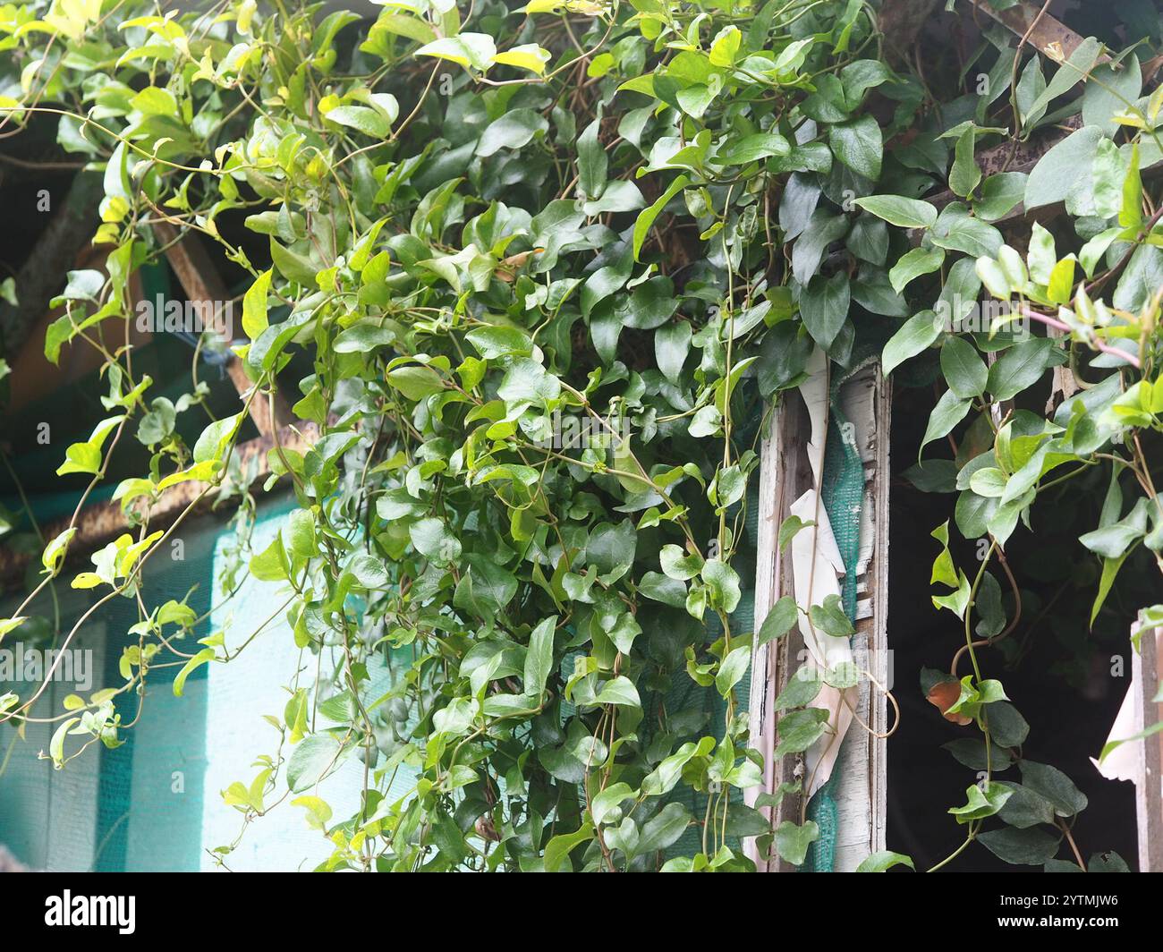skunk vine (Paederia foetida Stock Photo - Alamy