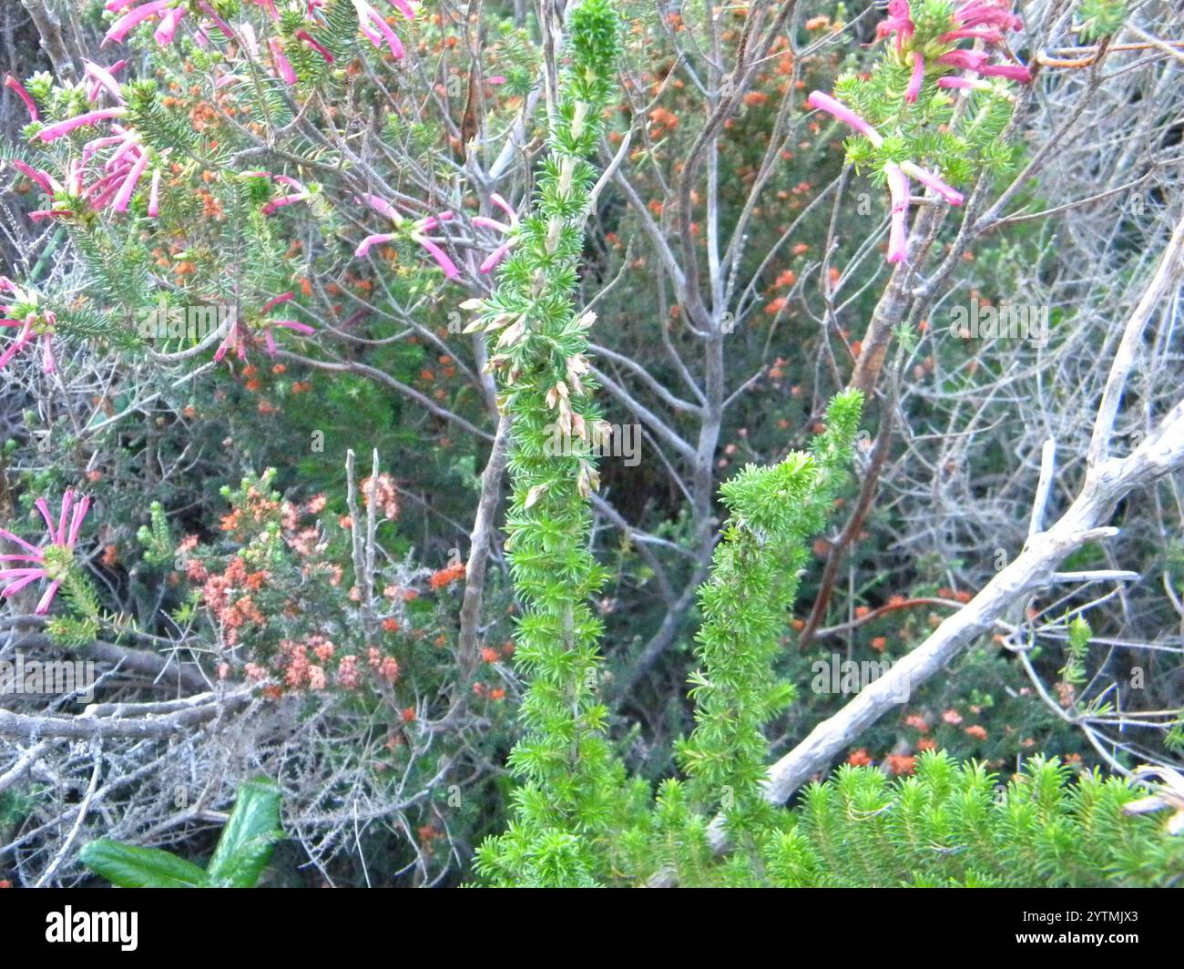 Red Heath (Erica coccinea Stock Photo - Alamy