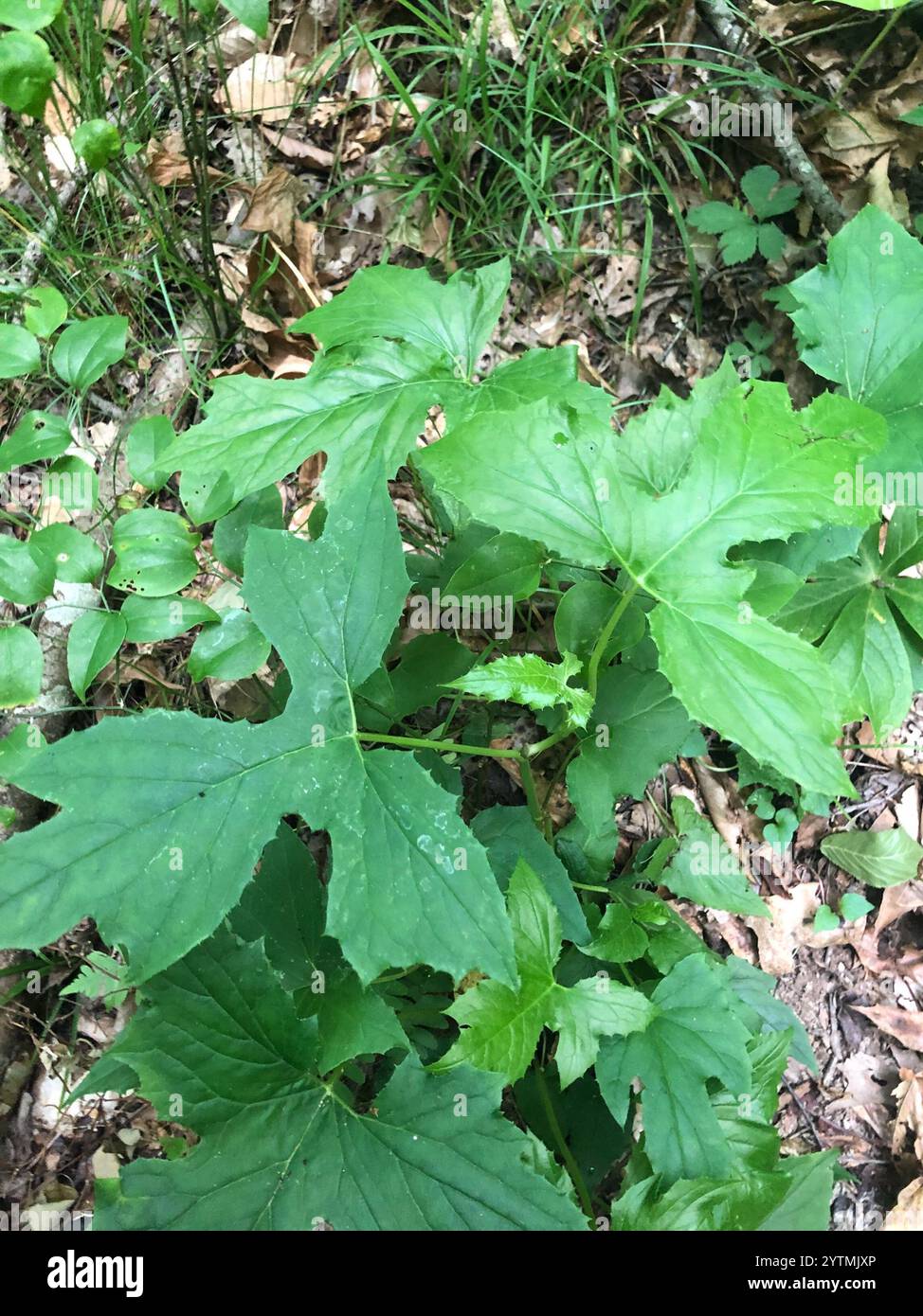 tall rattlesnake root (Nabalus altissimus Stock Photo - Alamy