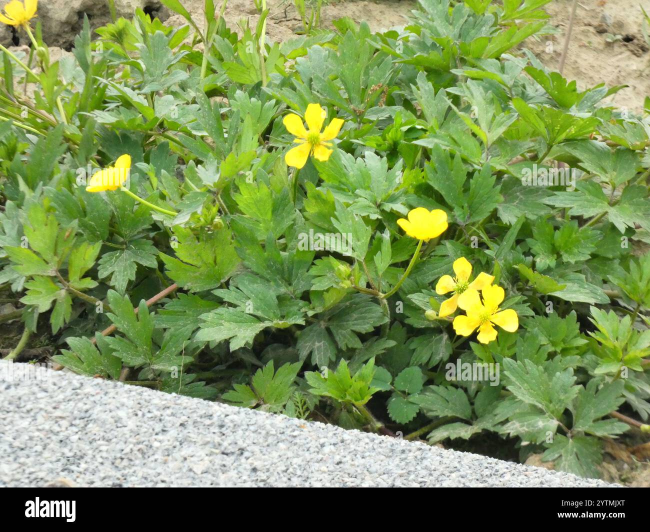 Creeping buttercup (Ranunculus repens Stock Photo - Alamy