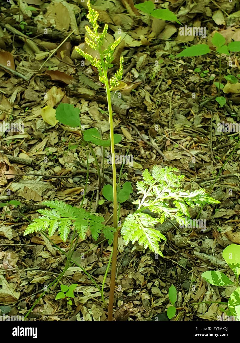 rattlesnake fern (Botrypus virginianus Stock Photo - Alamy