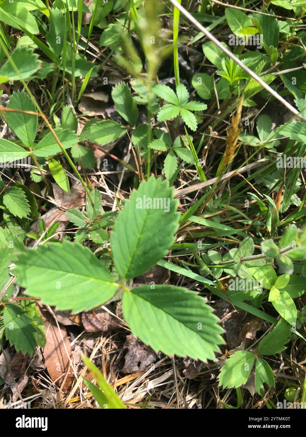 Virginia strawberry (Fragaria virginiana Stock Photo - Alamy