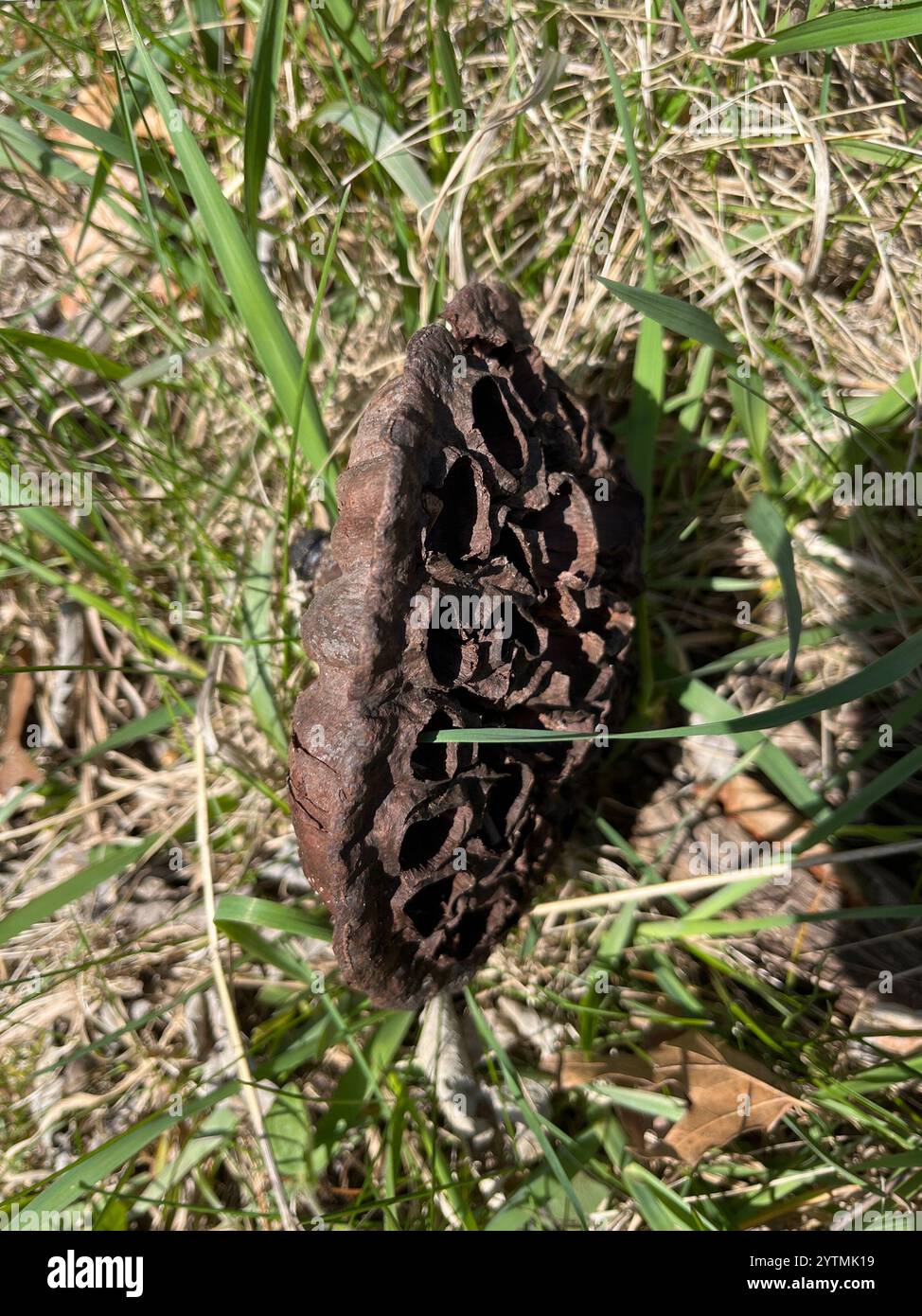 American lotus (Nelumbo lutea Stock Photo - Alamy